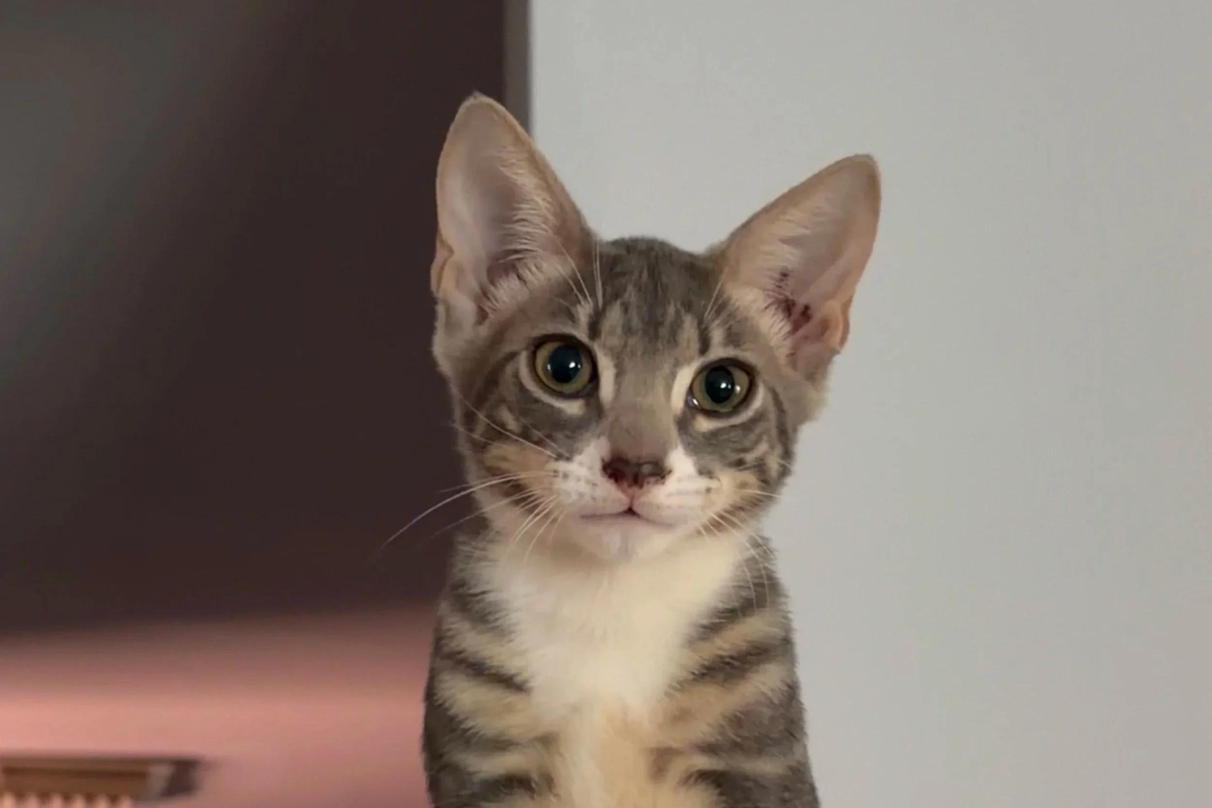 Cats — Adopt — SAFE Perth