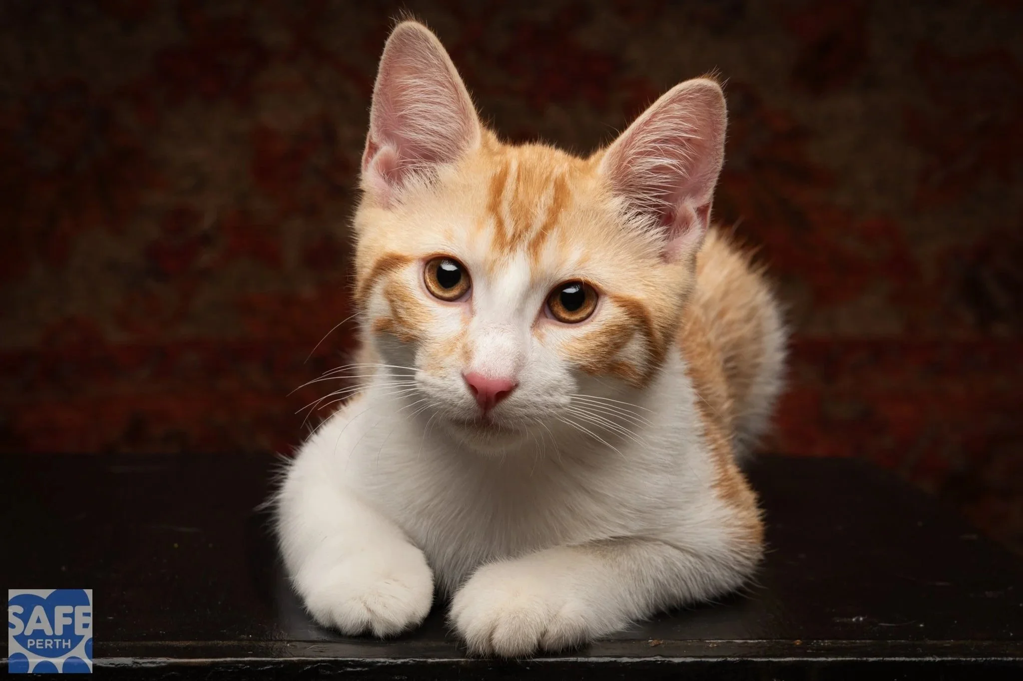 Cats — Adopt — SAFE Perth