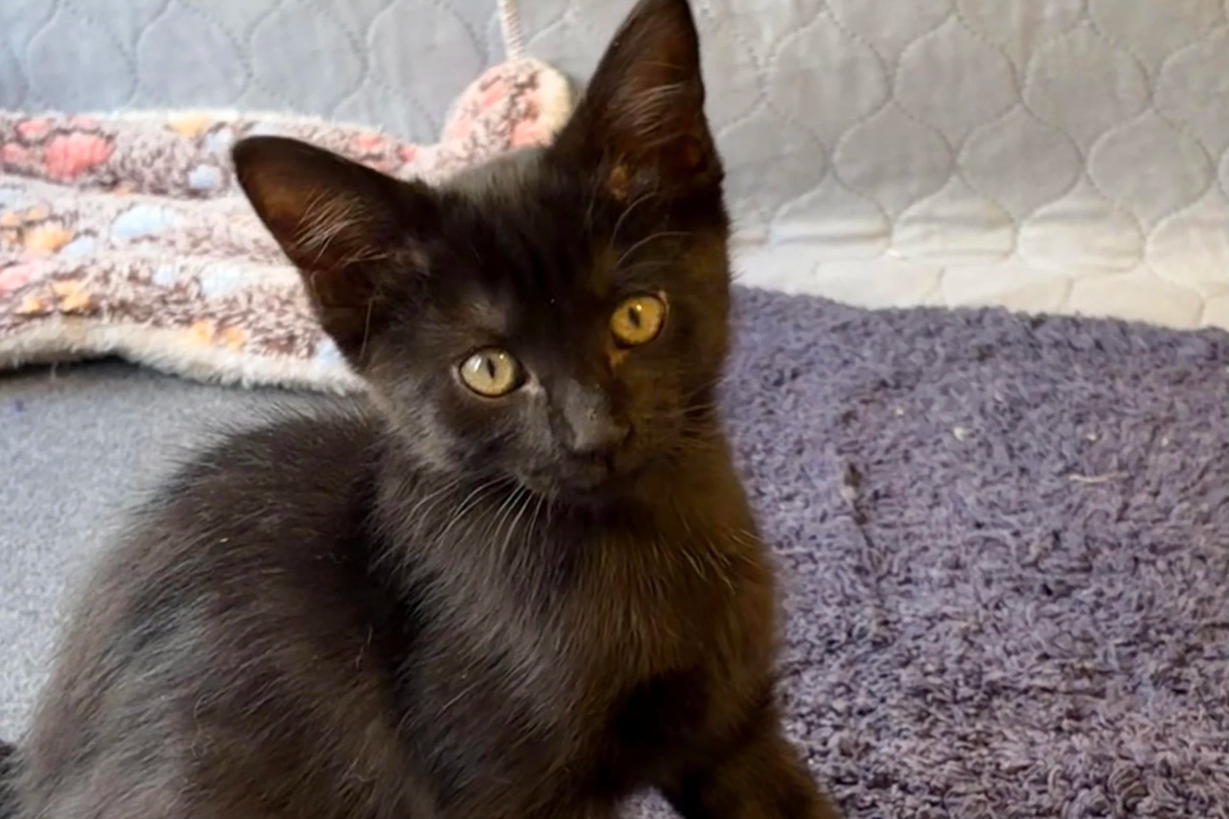 Cats — Adopt — SAFE Perth