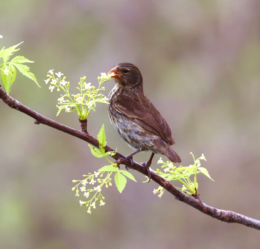 Galápagos Birds — The Tonic of Wildness