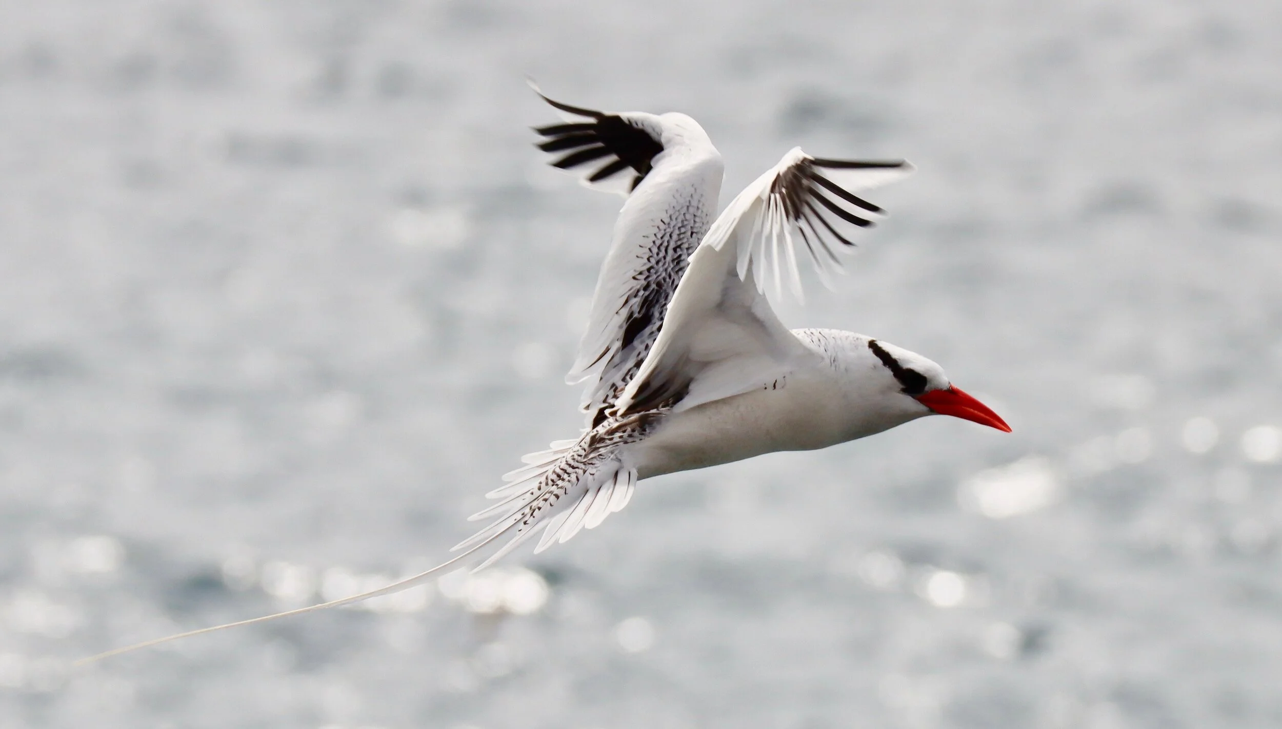 Galápagos Birds — The Tonic of Wildness