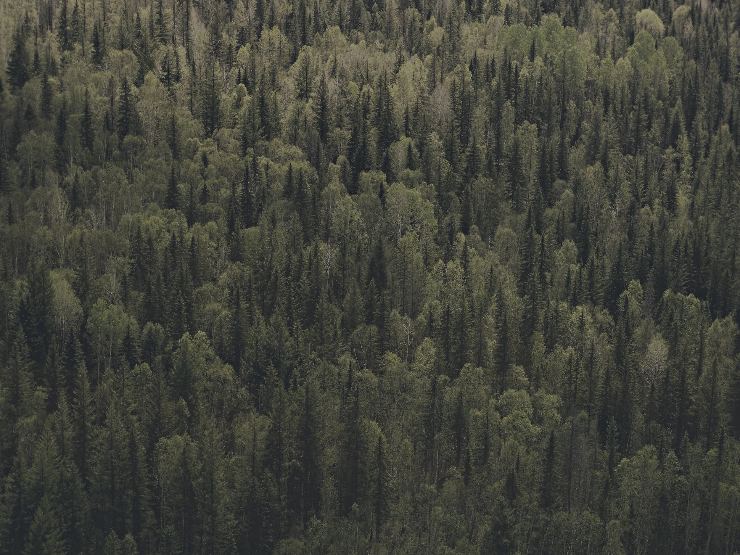 Minnesota Foresters | Itasca Woodland Services