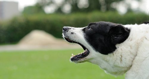 Do Anti Barking Devices Really Work? | DAZER Australia