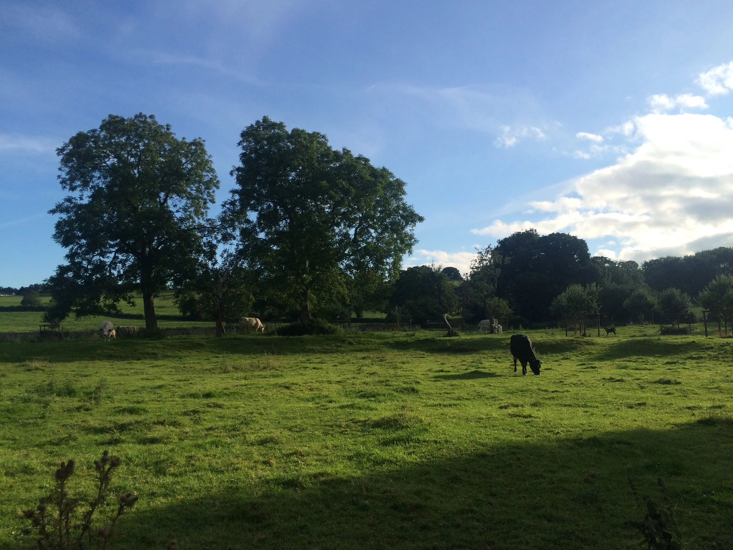 Manor Farm Chilcompton