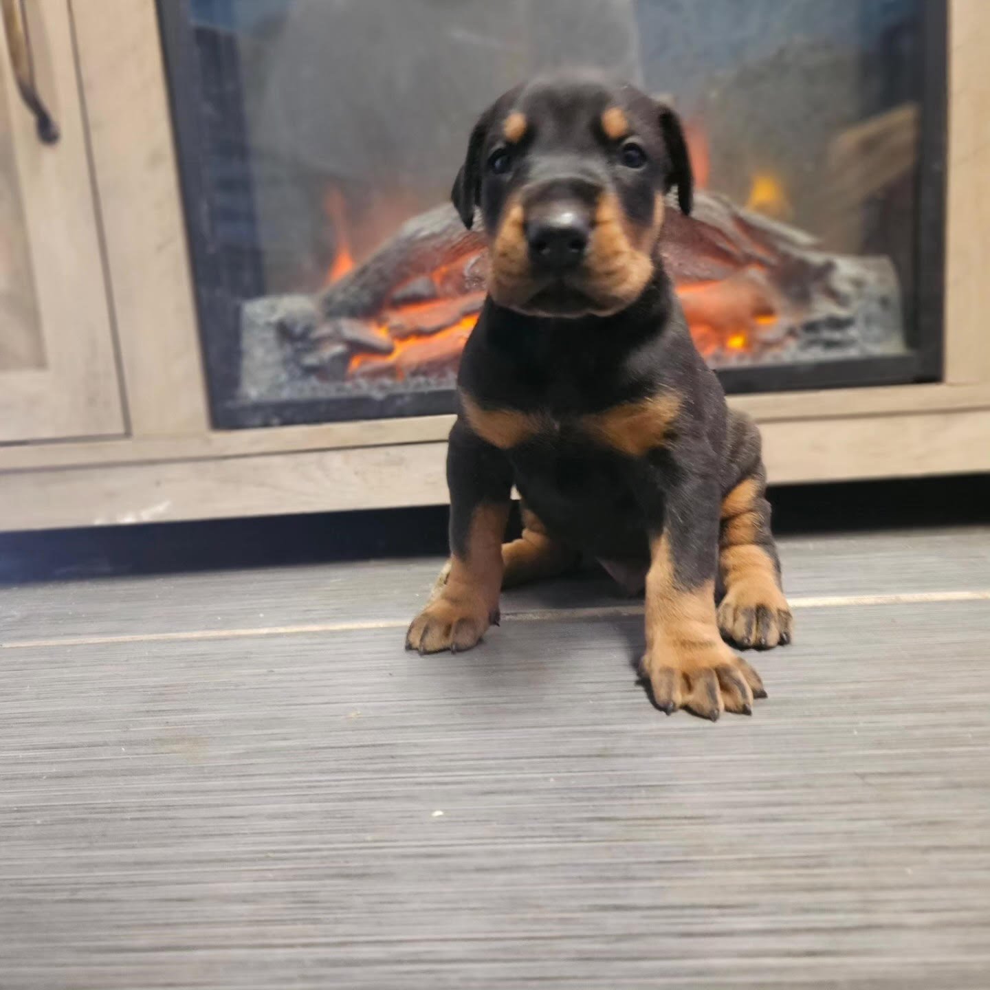 Dolph - Champion Litter — Memphis Dog Breeders | Heaven Sent Kennels of ...