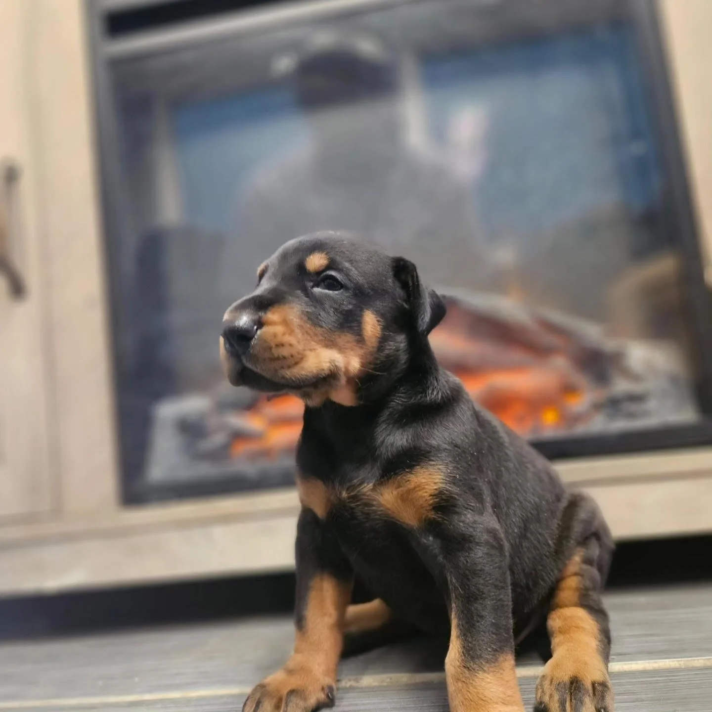 Dolph - Champion Litter — Memphis Dog Breeders | Heaven Sent Kennels of ...