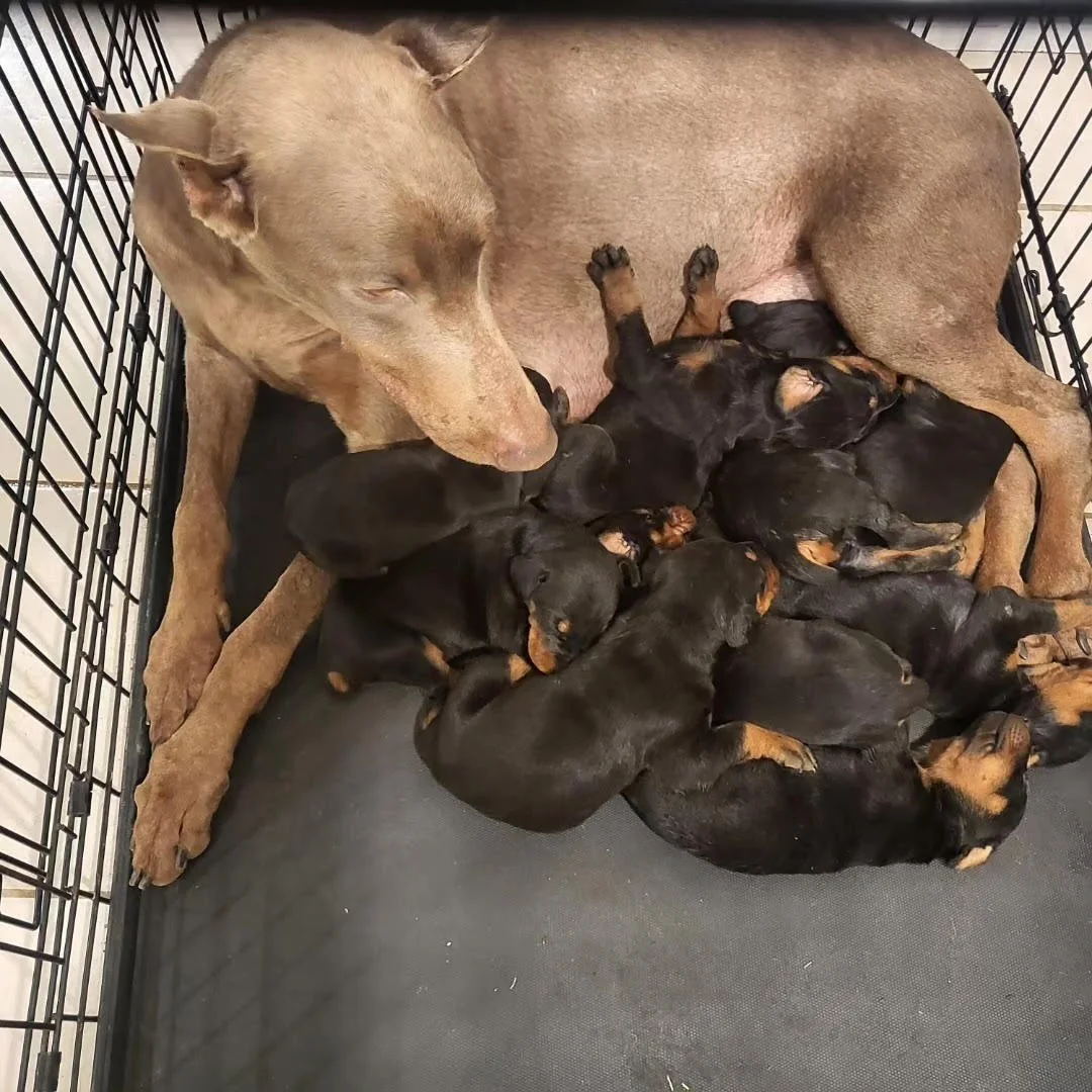 Dolph - Champion Litter — Memphis Dog Breeders | Heaven Sent Kennels of ...