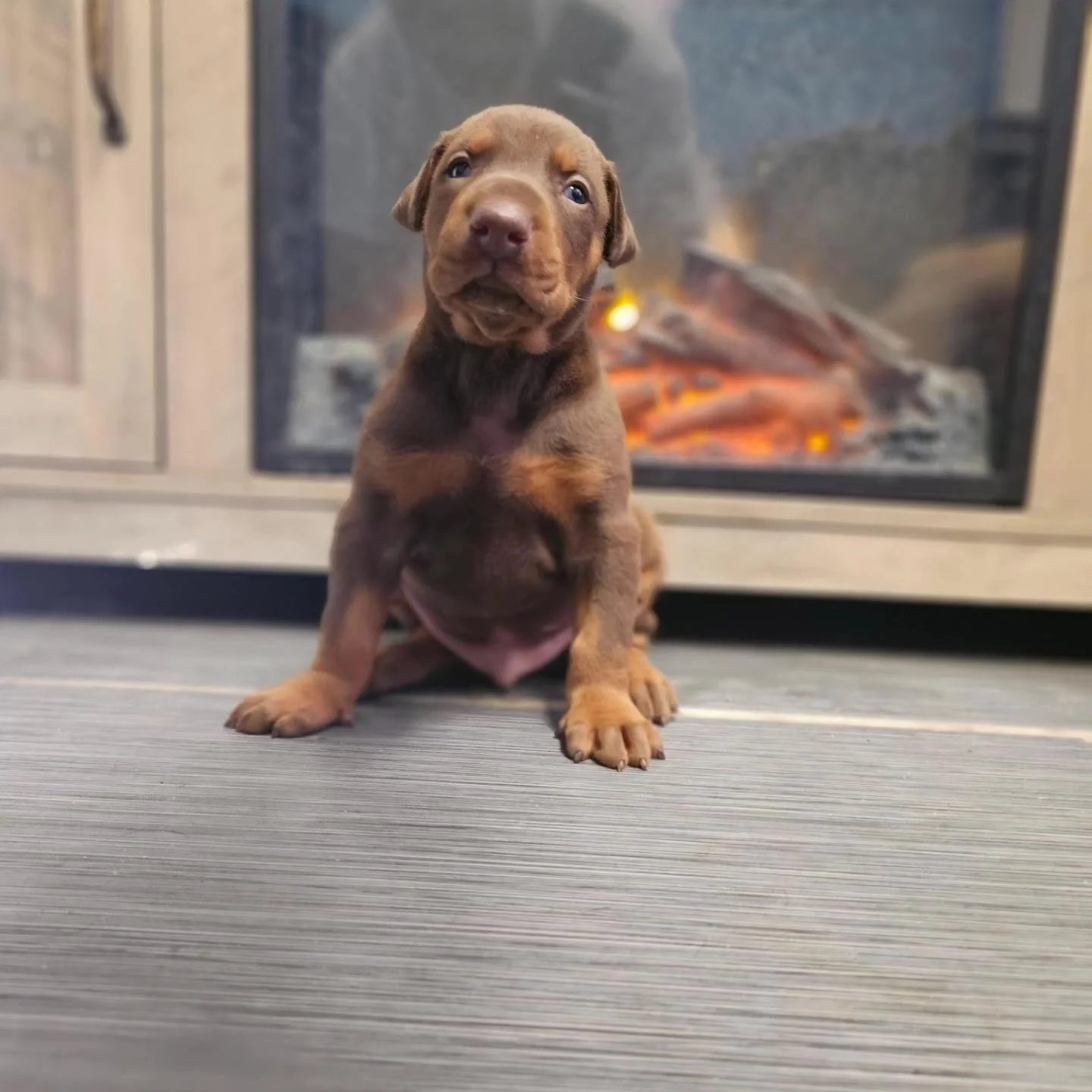 Dolph - Champion Litter — Memphis Dog Breeders | Heaven Sent Kennels of ...