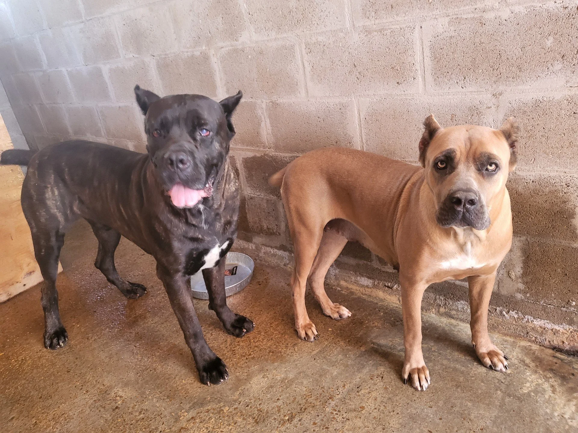 Memphis Dog Breeders | Heaven Sent Kennels of Memphis