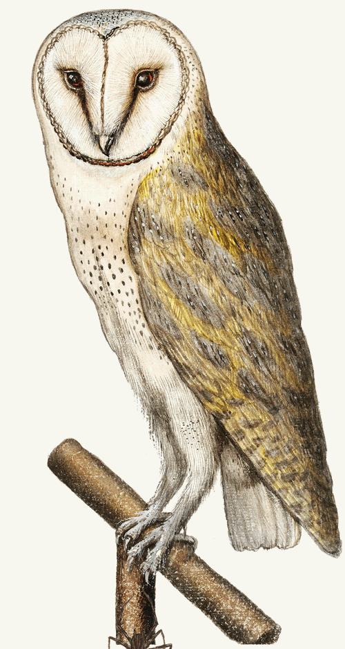 Stephanie Fishwick Calligraphy & Illustration