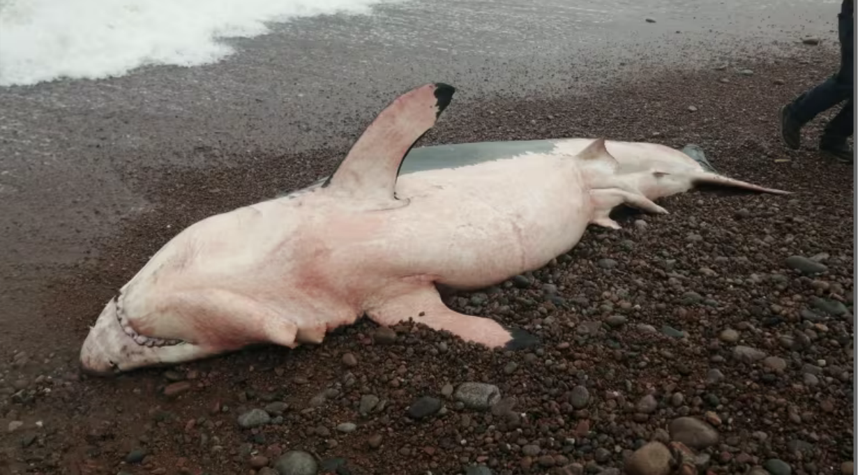 A Great White Event: Fifth Great White Shark Found Washed Up This Year ...