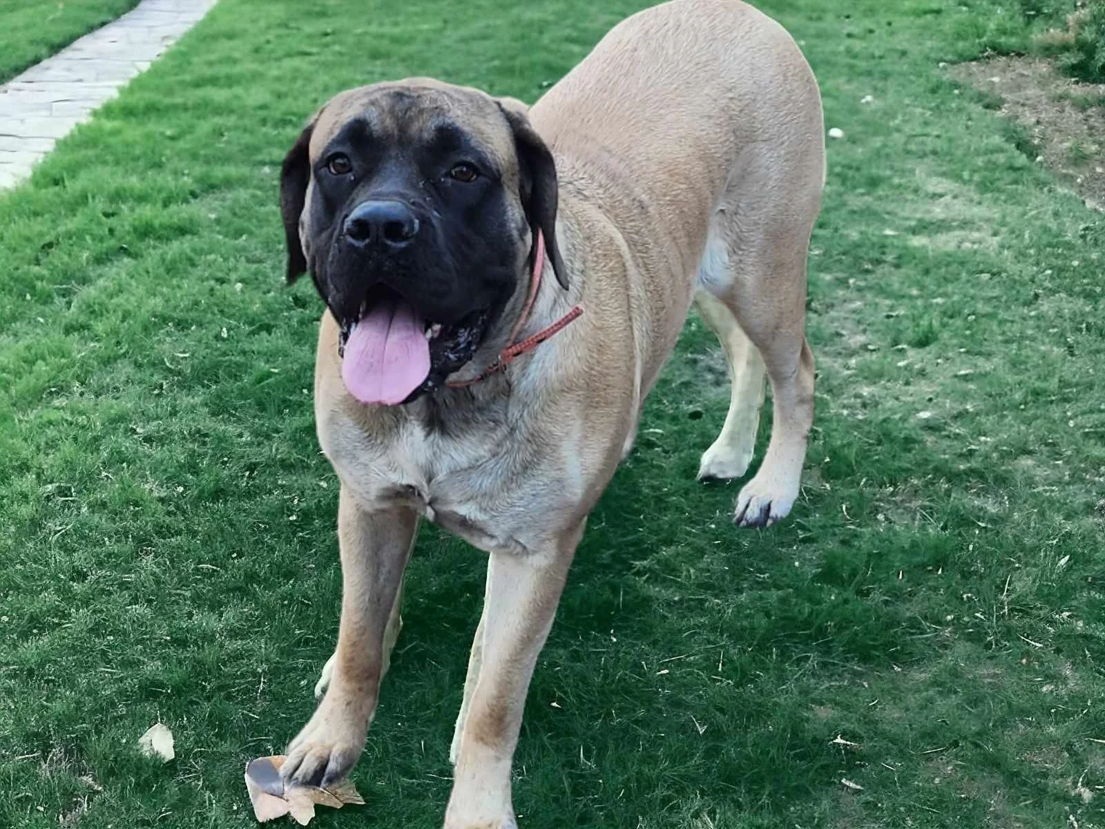 English Mastiffs — Lakeside English Mastiffs & Golden Retrievers