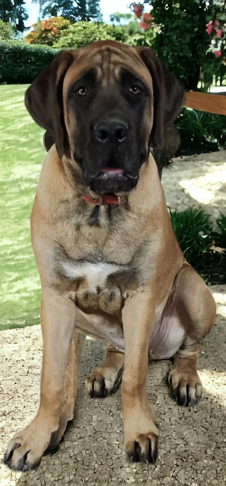 English Mastiffs — Lakeside English Mastiffs & Golden Retrievers