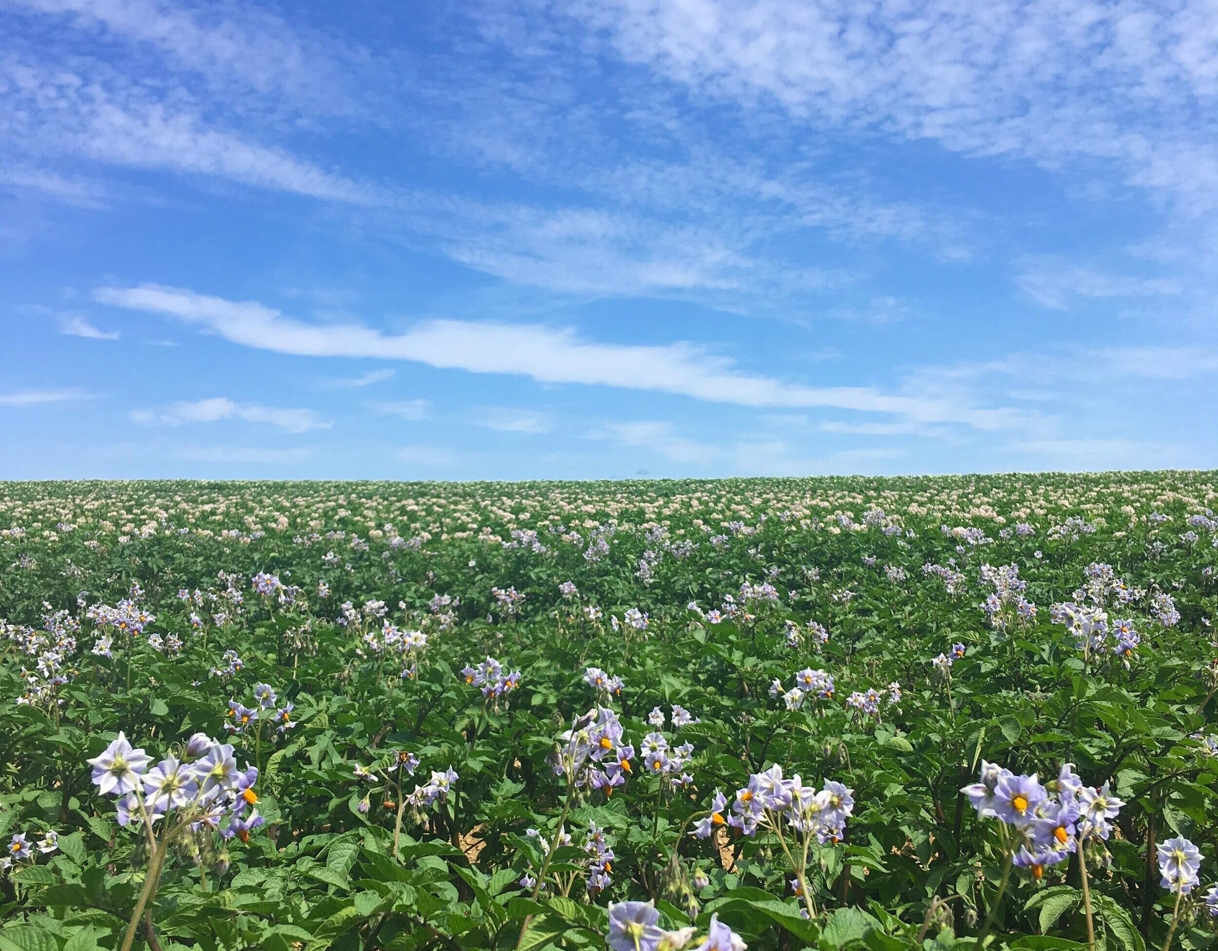 Nature's Circle Farm - Organic Seed Potatoes