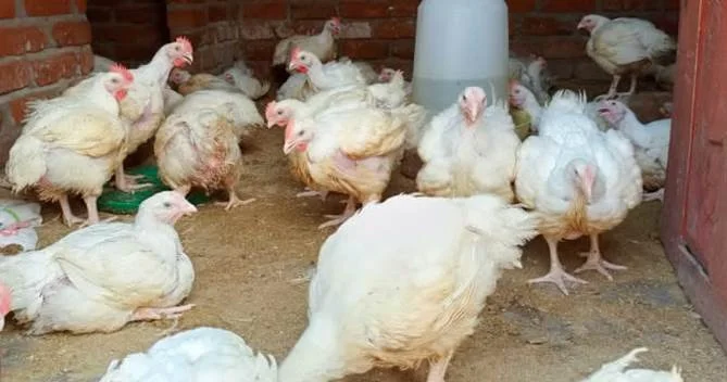 Generating Income From Poultry Rearing — Impact Network