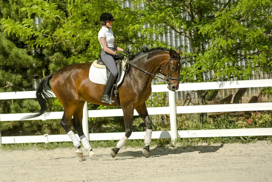 Dressage Horses & Foals for Sale — Revel Ranch