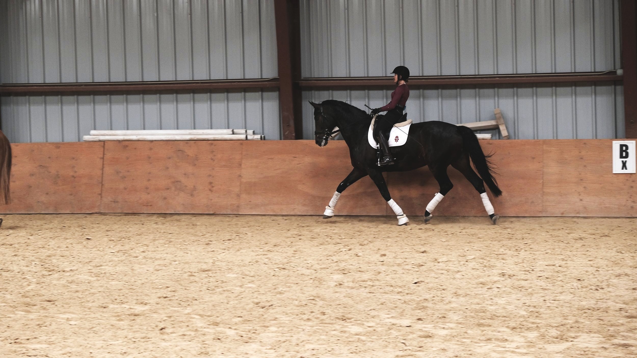 Dressage Horses & Foals for Sale — Revel Ranch