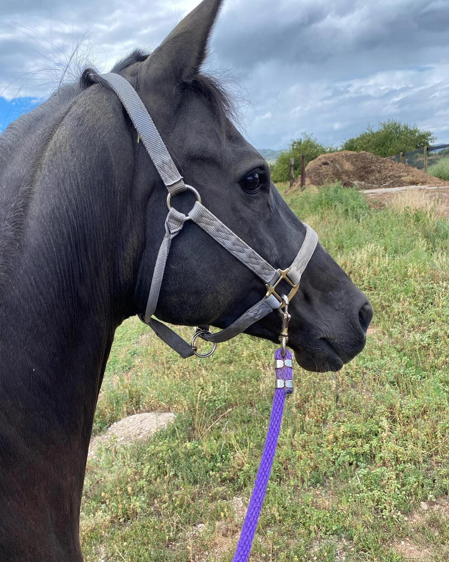 Fabergé L, Fürstenball x FEI competing Lauries Crusader mare — Revel Ranch