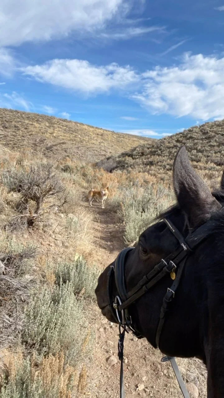 FEI Lusitano gelding — Revel Ranch