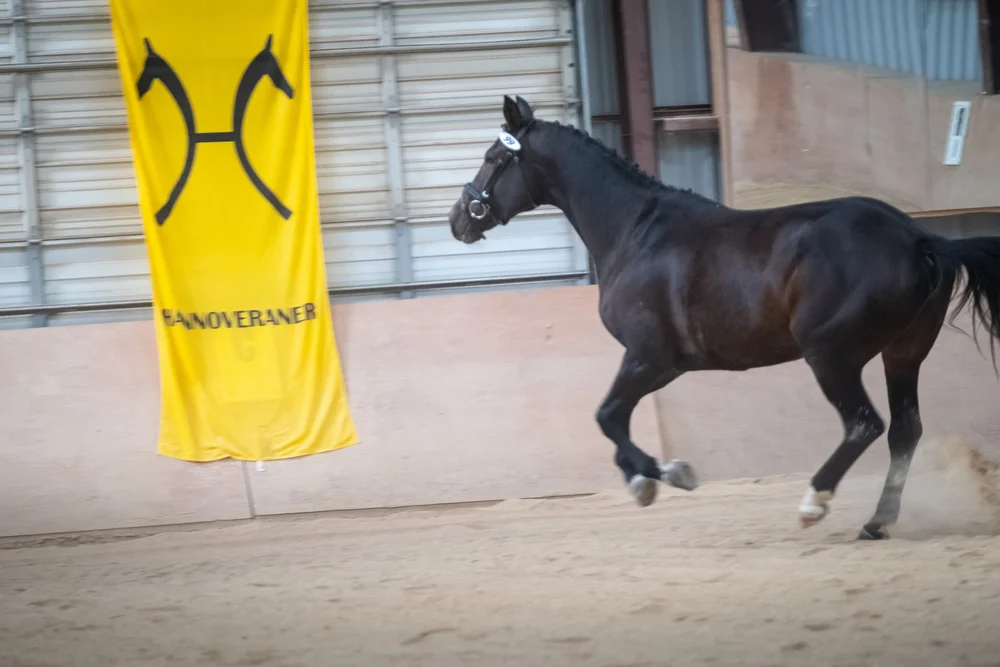 Wynton x Dacaprio FEI Mare — Revel Ranch