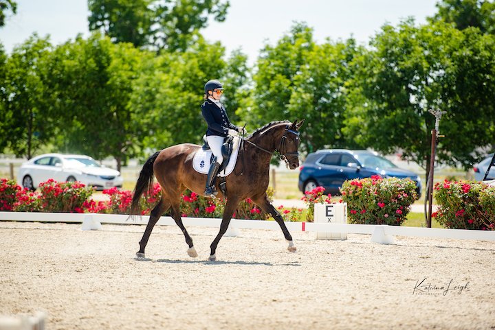 Dressage Horses & Foals for Sale — Revel Ranch