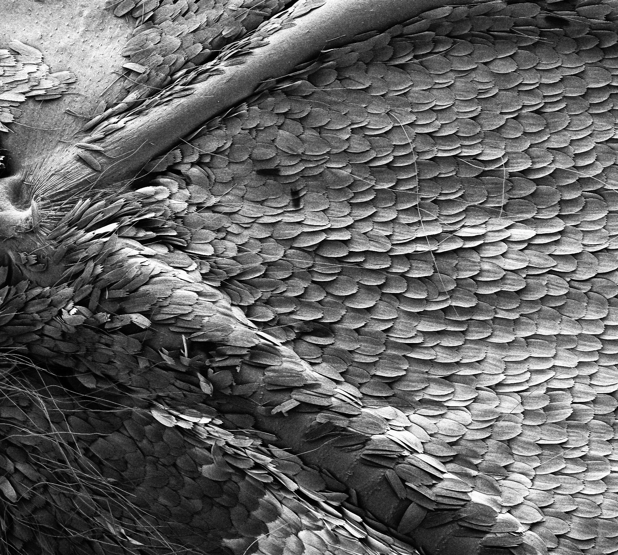 Microscopic images — Jennifer Robison