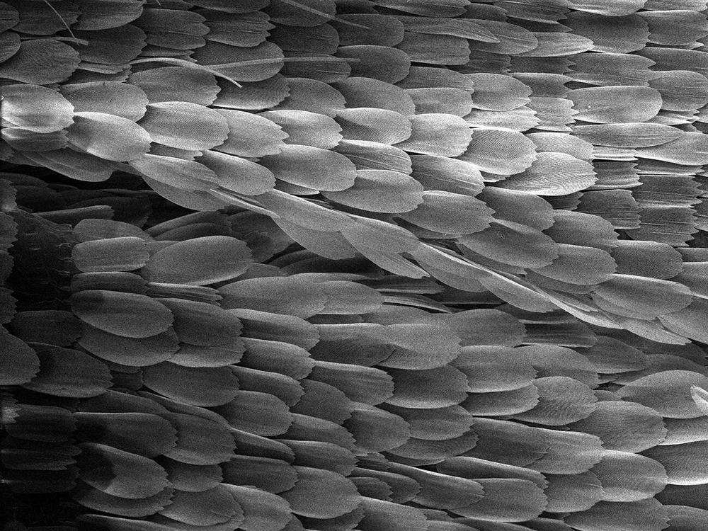 Butterfly Under Electron Microscope