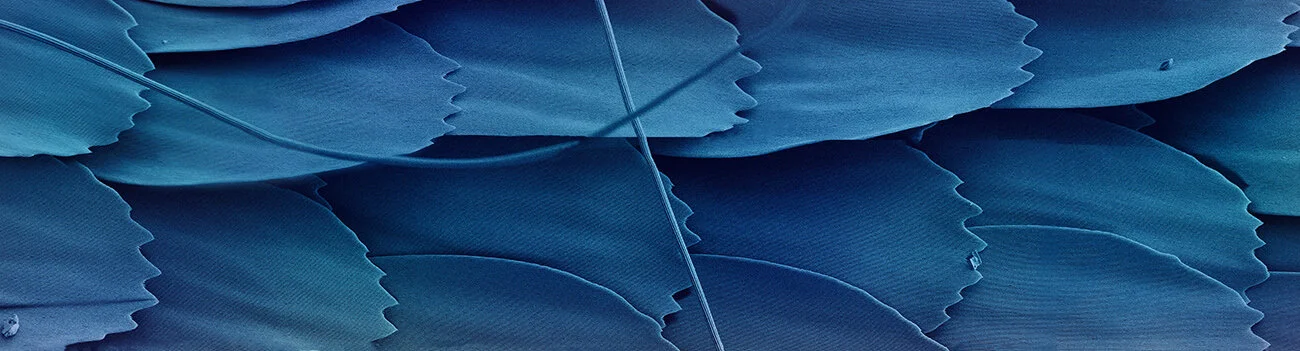 Microscopic images — Jennifer Robison