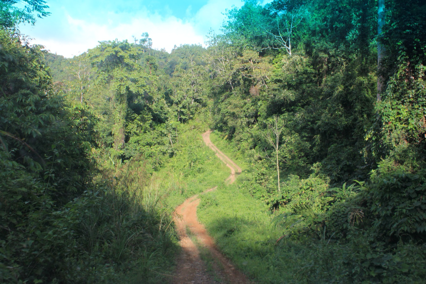 Mului Forest — Forest Conservation Fund