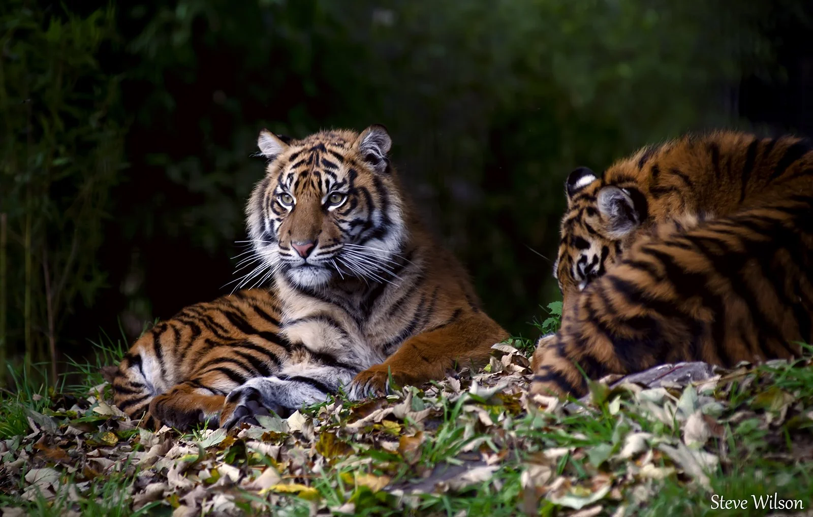 Surian Nagari Forest — Forest Conservation Fund