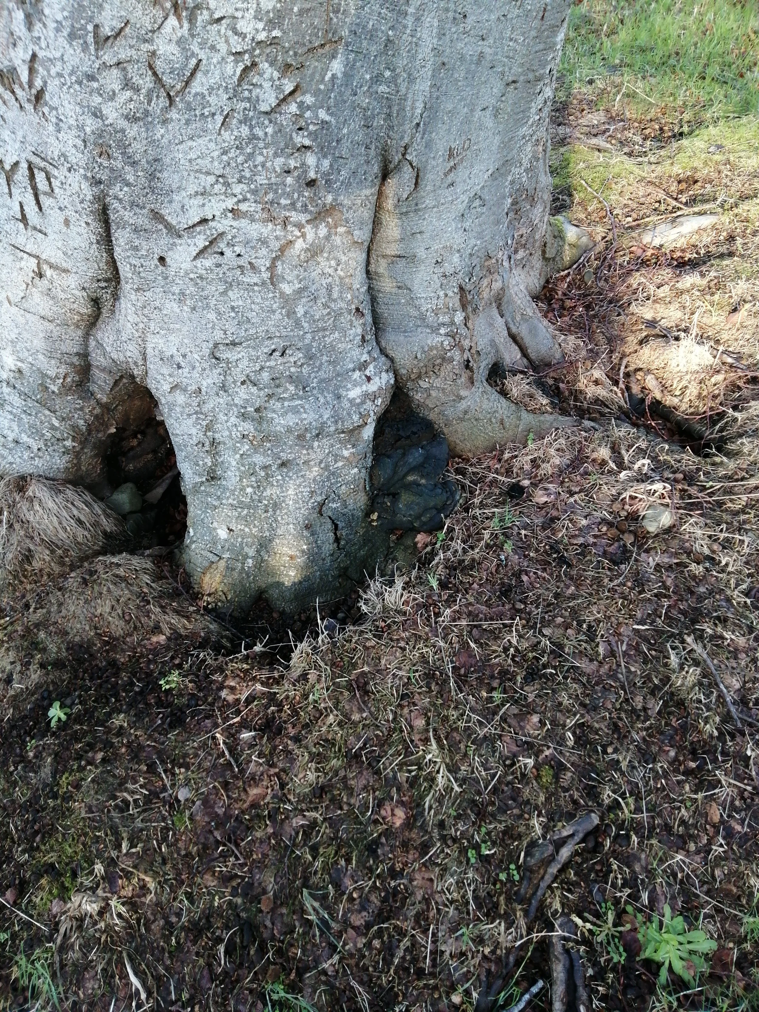 Hinshelwood Arboricultural Consultants-Arboricultural consultants in ...