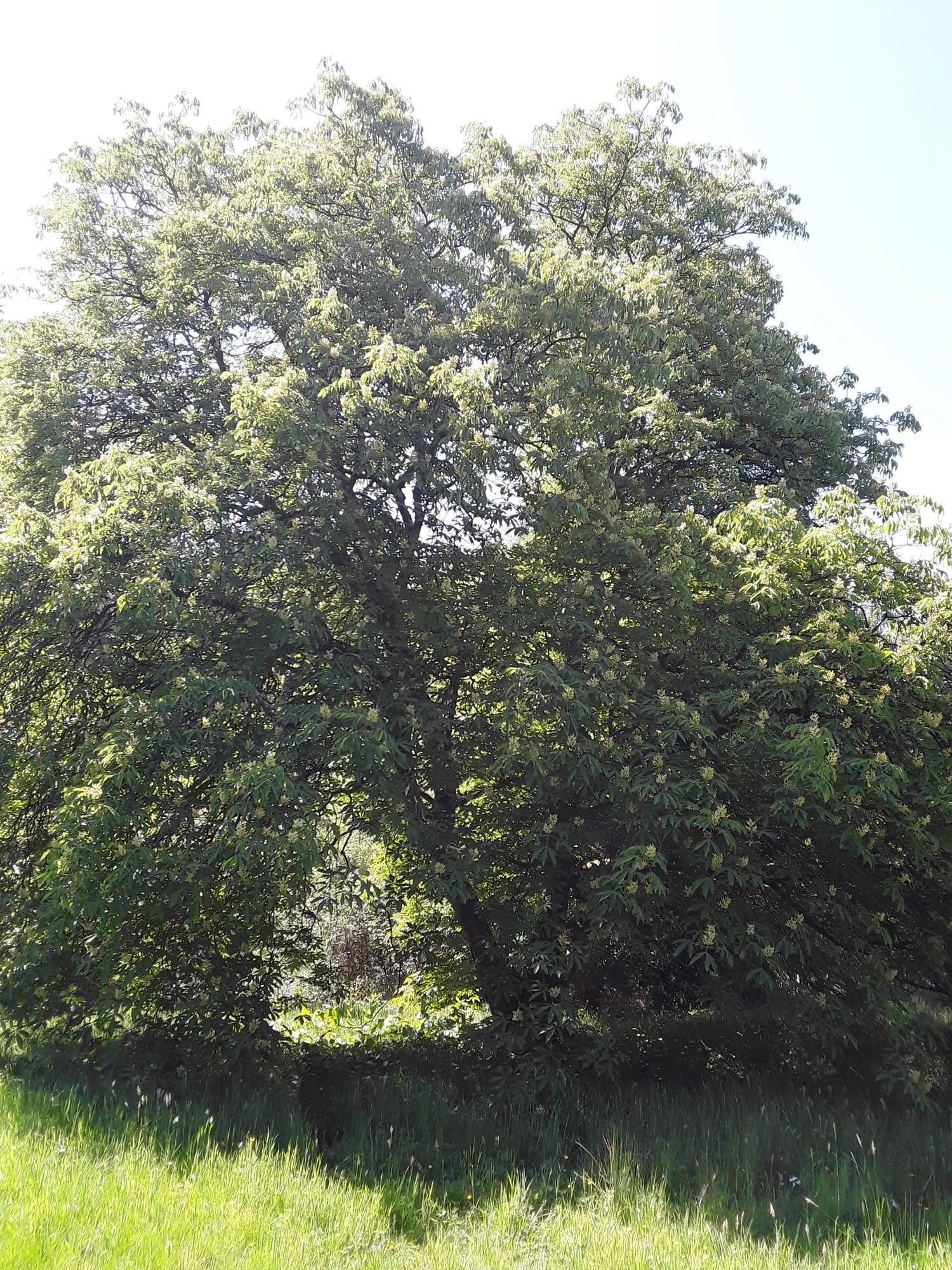 Hinshelwood Arboricultural Consultants-Tree Images from Scotland