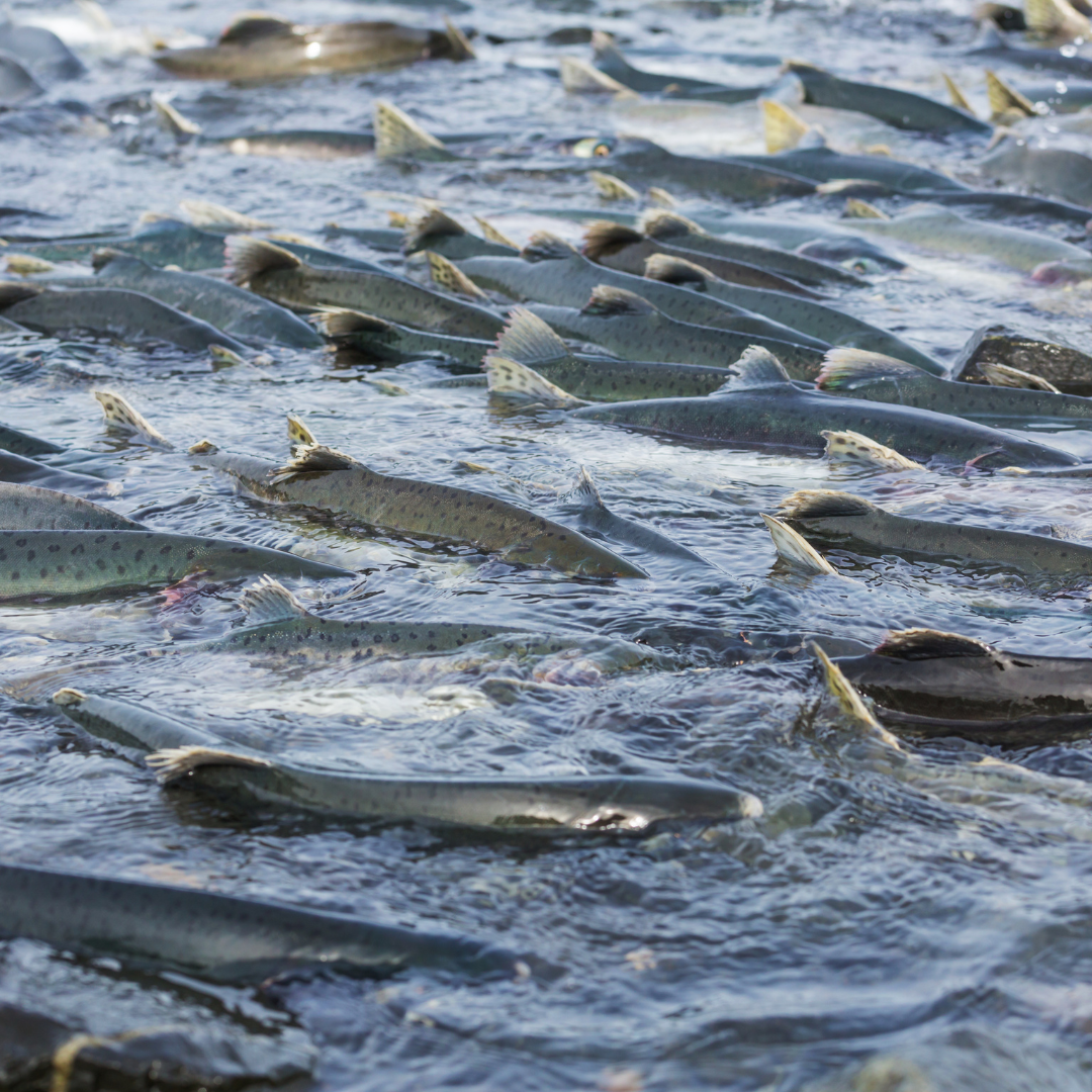 Fall Program | 2023 — Whidbey Watershed Stewards