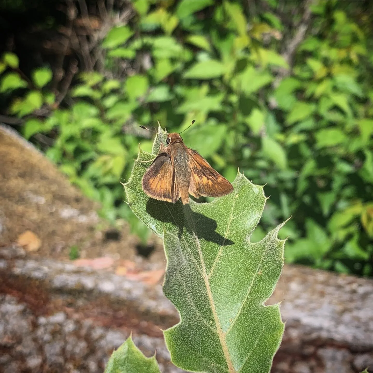 Hallberg Butterfly Gardens