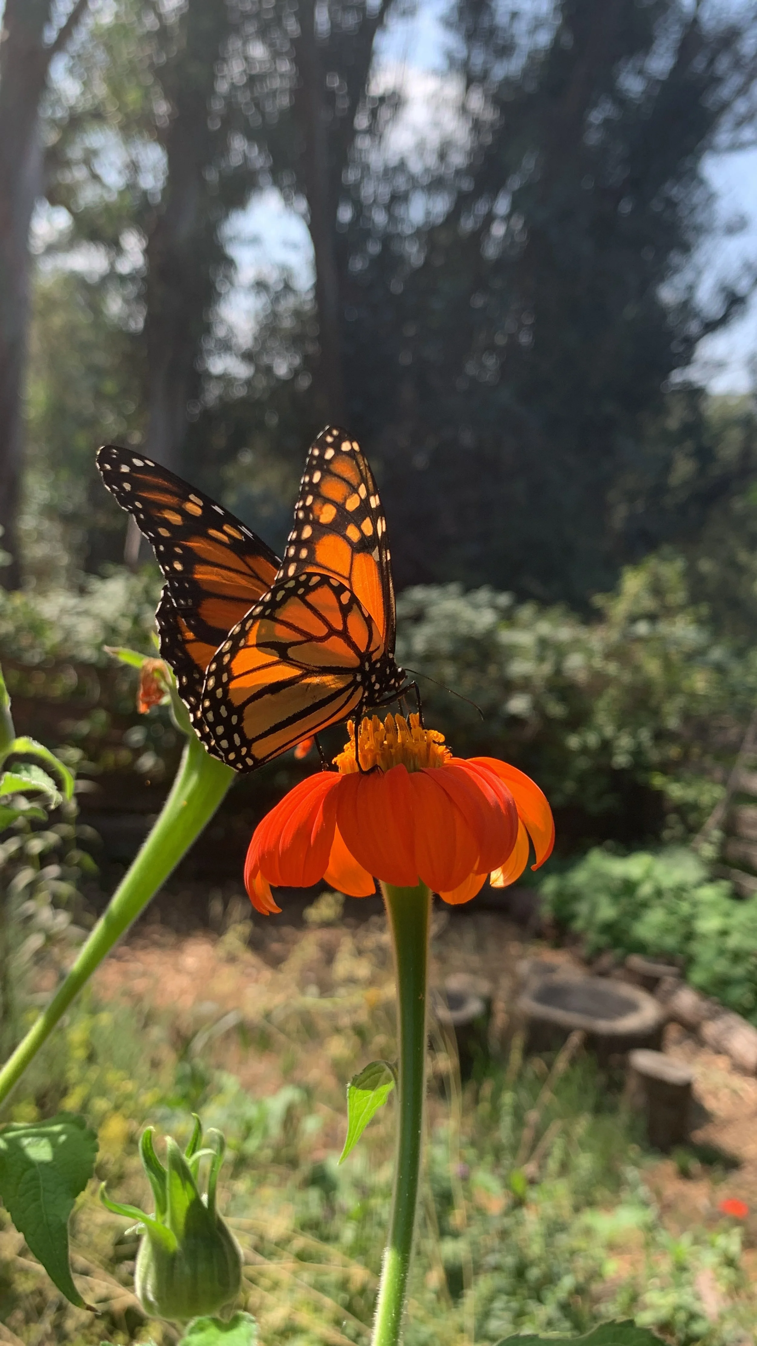 Western Monarch Alliance — Hallberg Butterfly Gardens