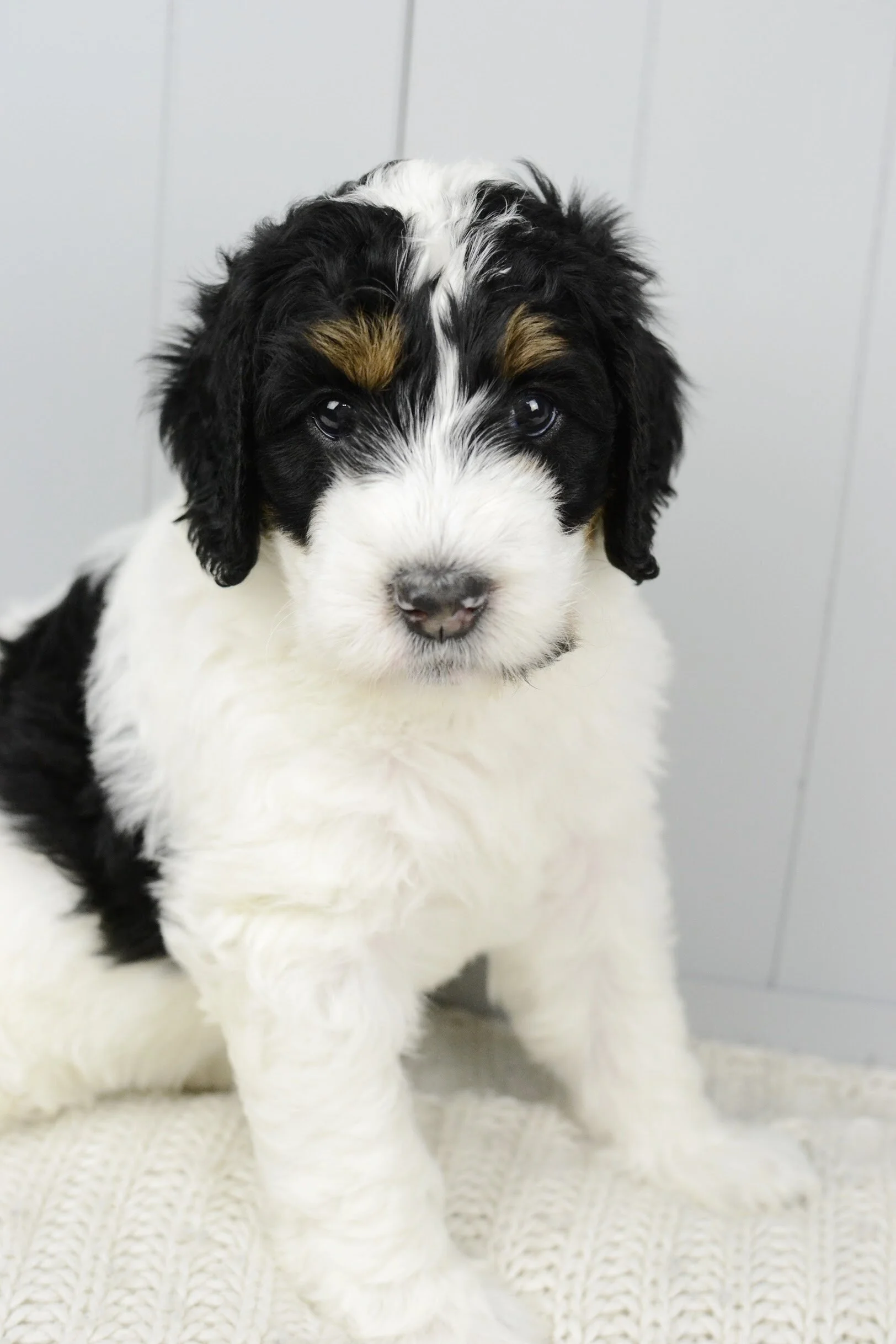 Colorado Family Doodles - Bernedoodle Colors