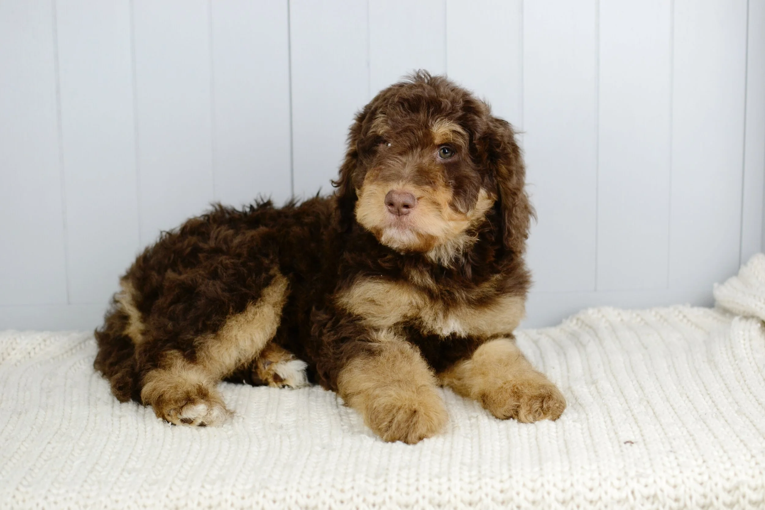 Colorado Family Doodles - Bernedoodle Colors