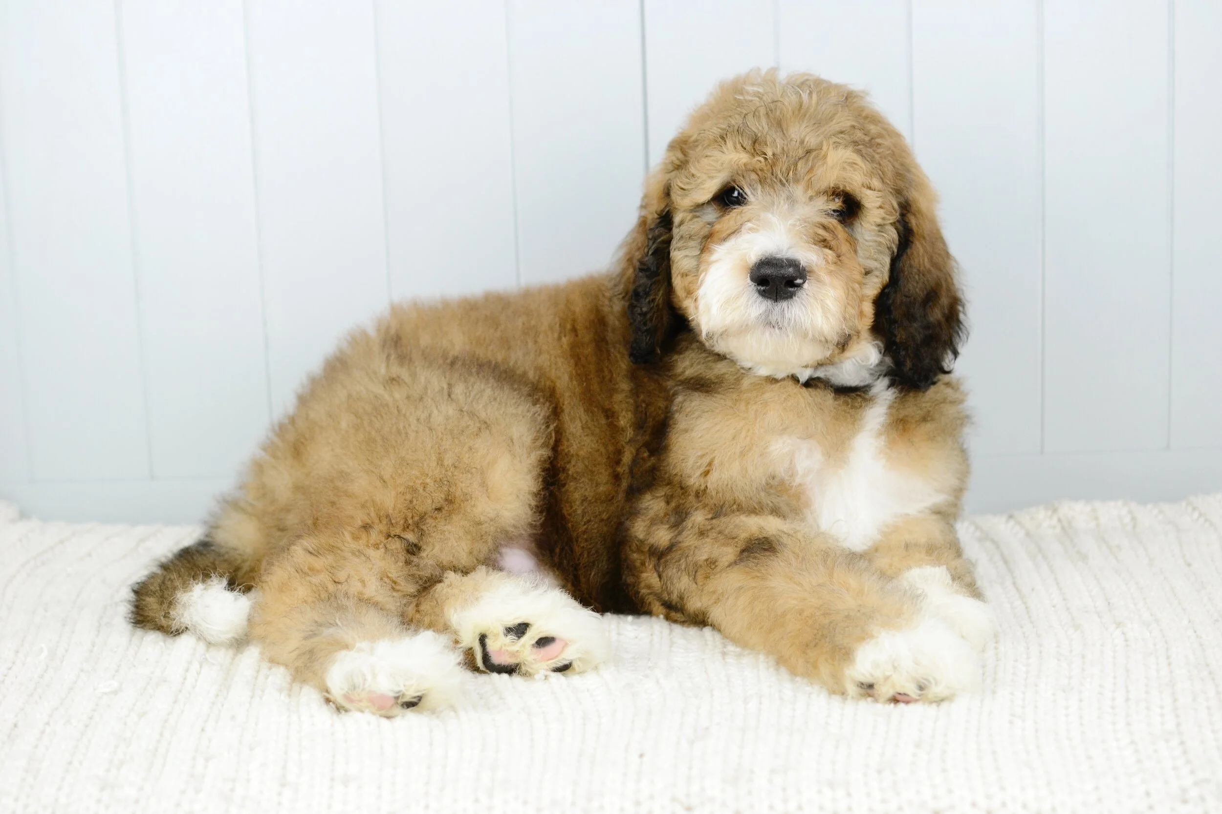 Colorado Family Doodles - Bernedoodle Colors