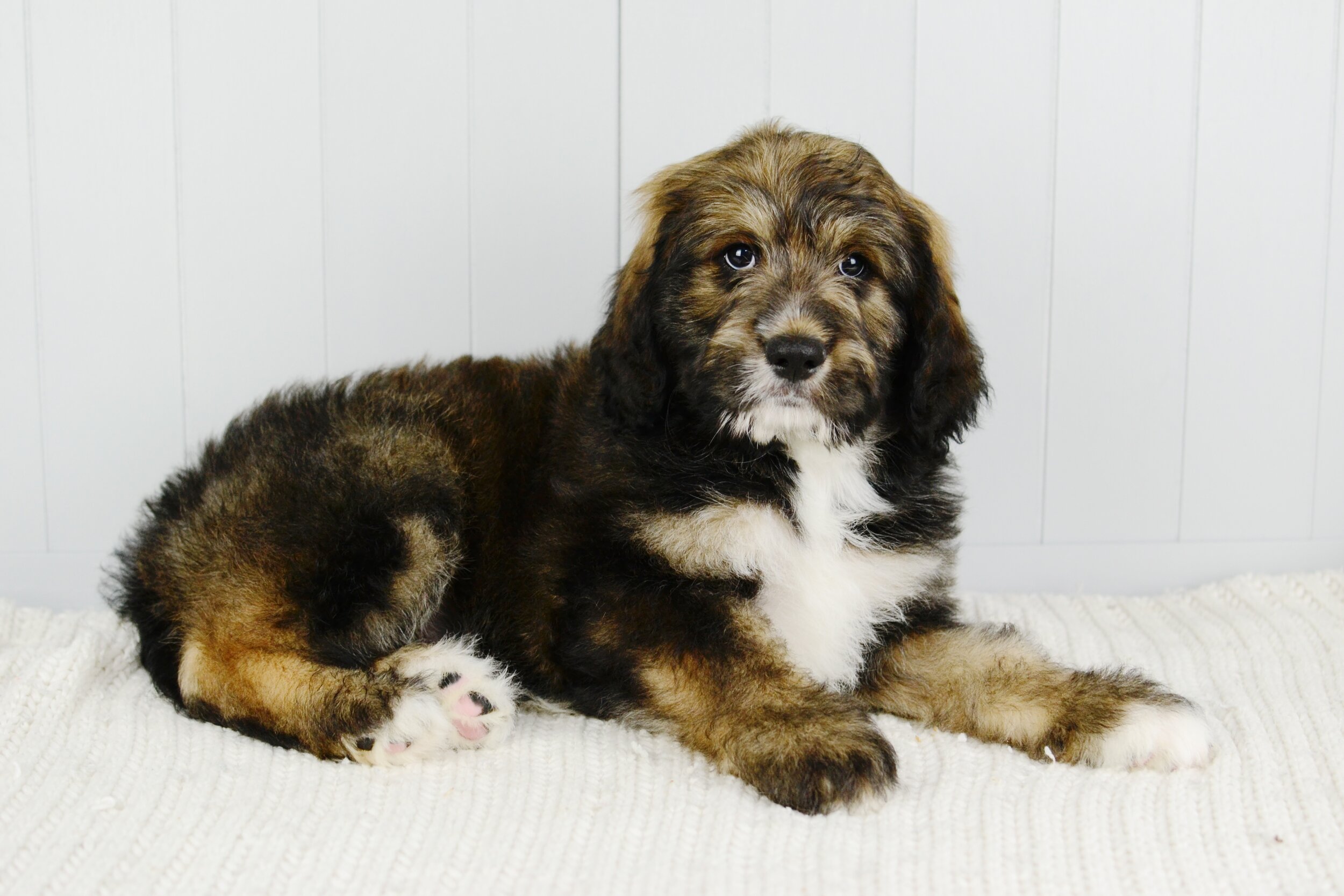 What Is A Sable Bernedoodle