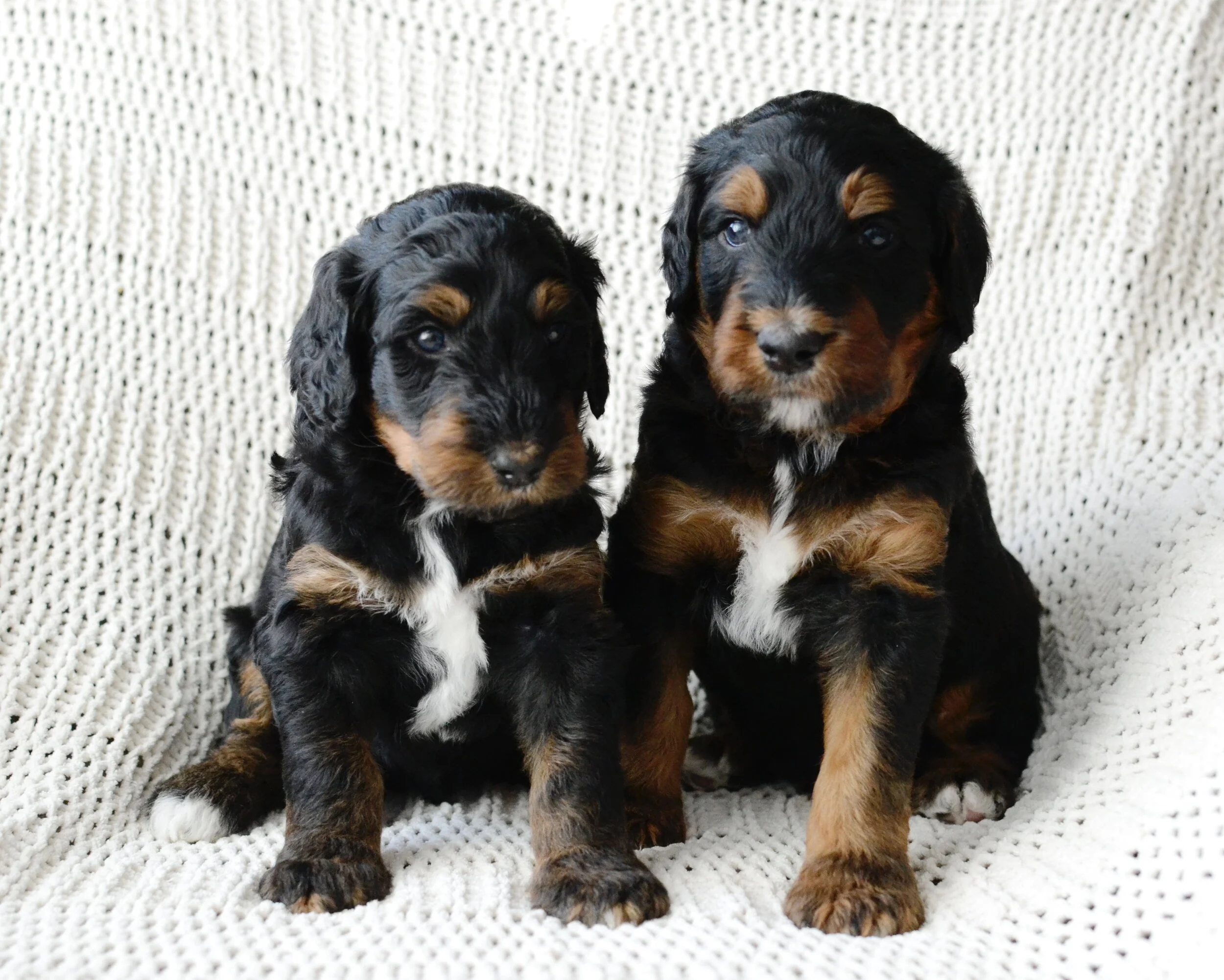 Colorado Family Doodles - Bernedoodle Colors