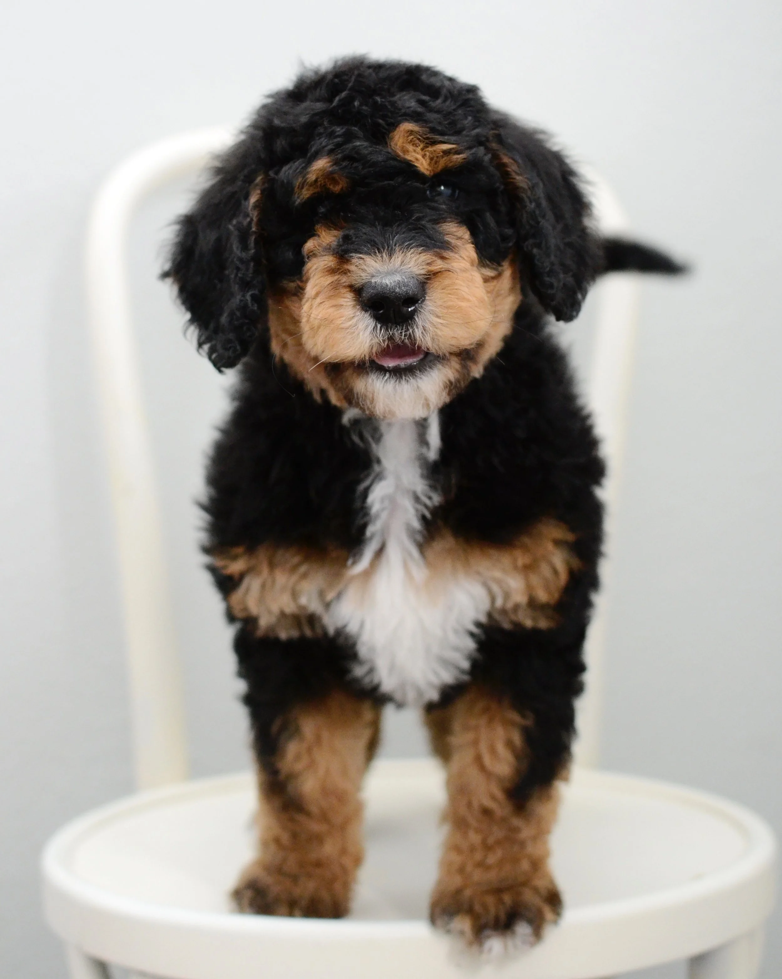 Colorado Family Doodles - Bernedoodle Colors