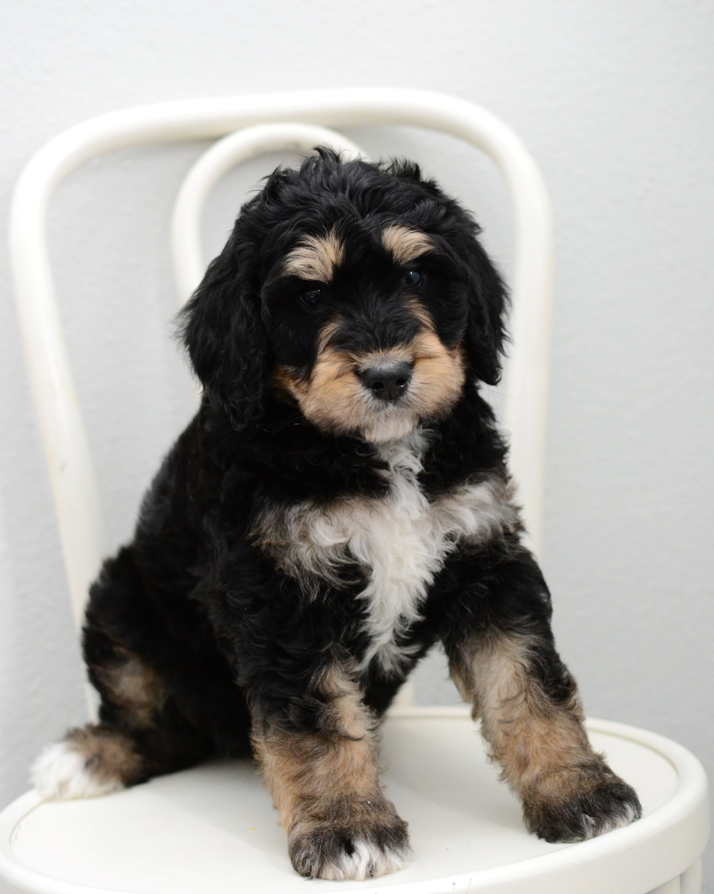 Colorado Family Doodles - Bernedoodle Colors