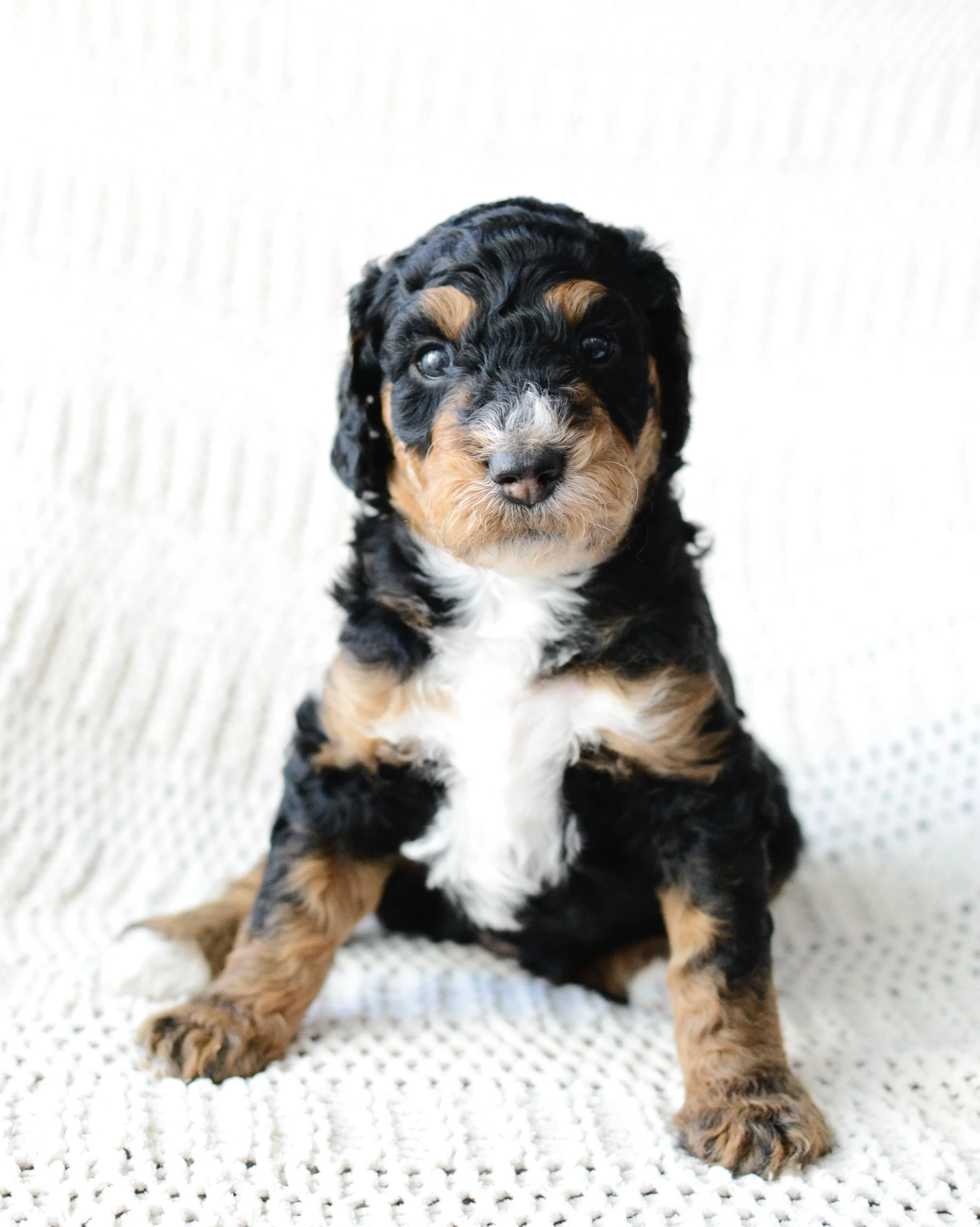 Colorado Family Doodles - Bernedoodle Colors