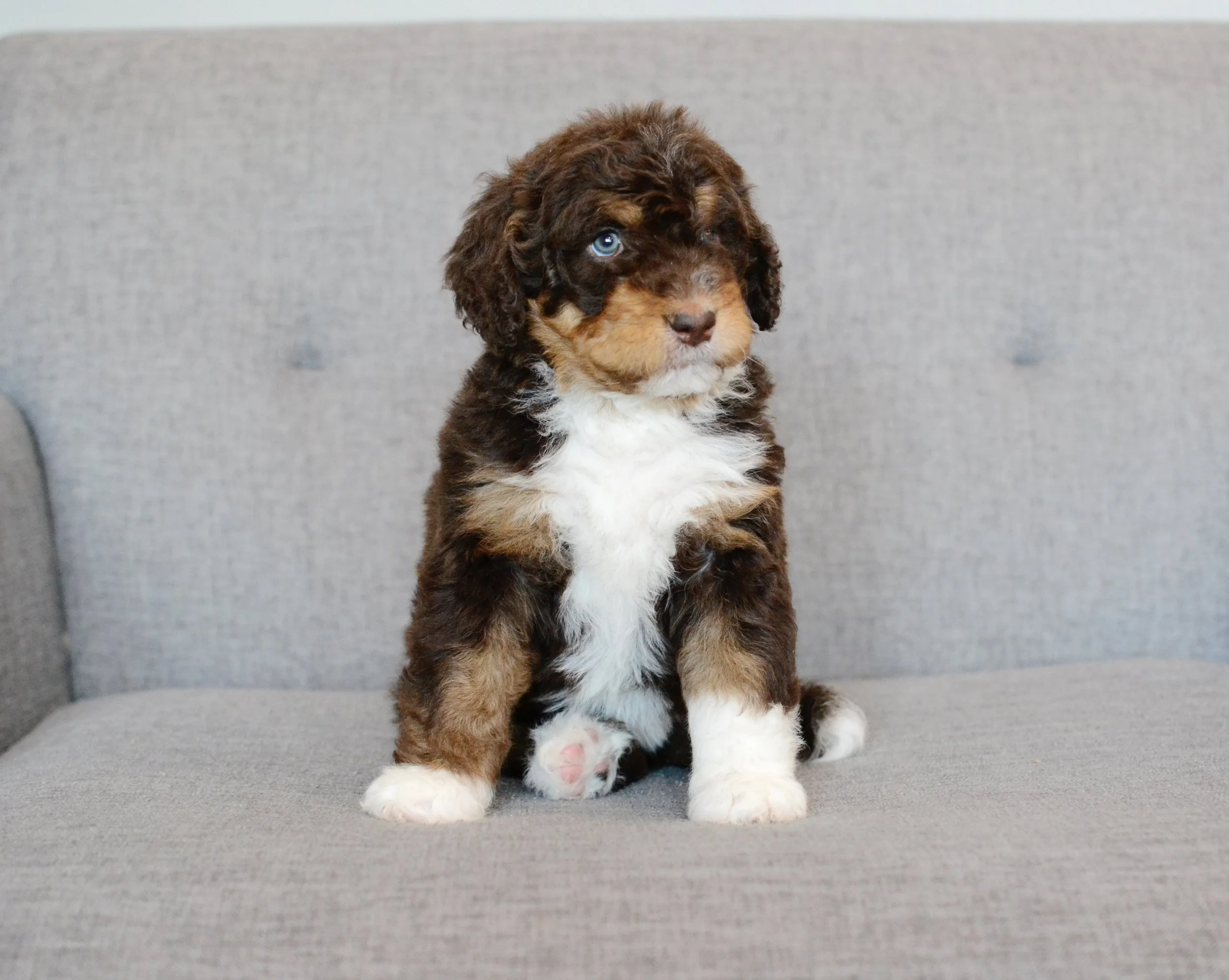 Colorado Family Doodles - Bernedoodle Colors