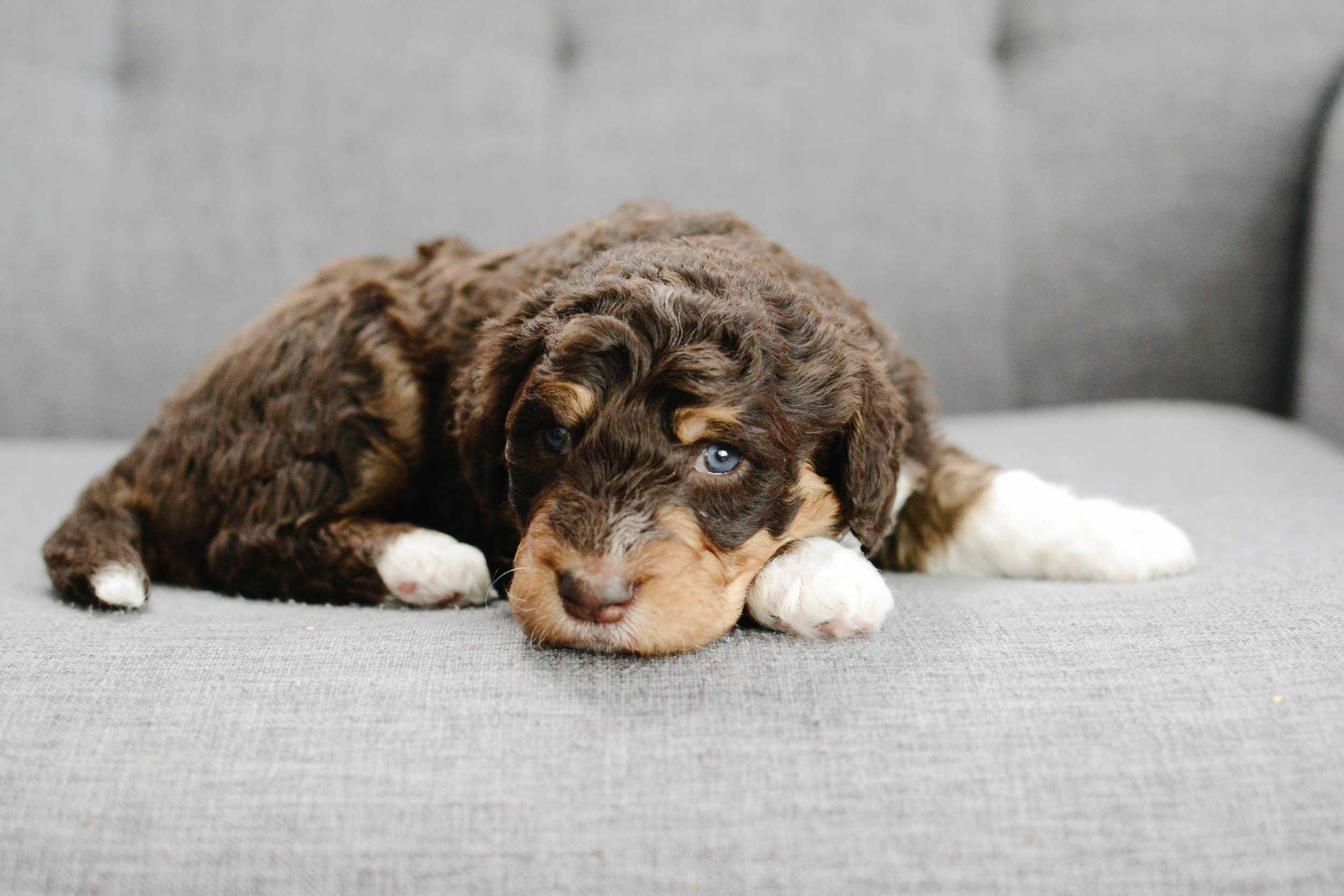 Colorado Family Doodles - Bernedoodle Colors