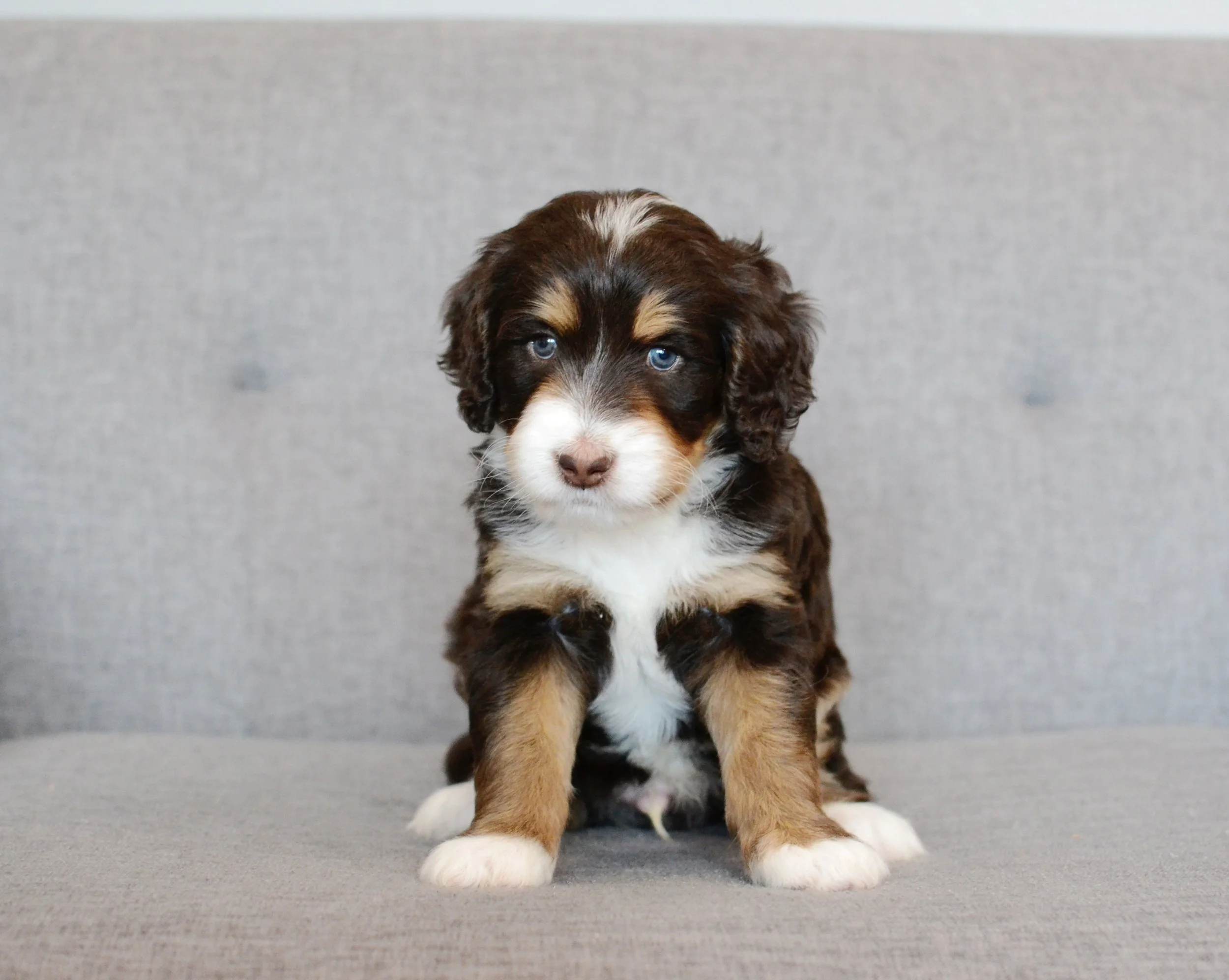 Colorado Family Doodles - Bernedoodle Colors