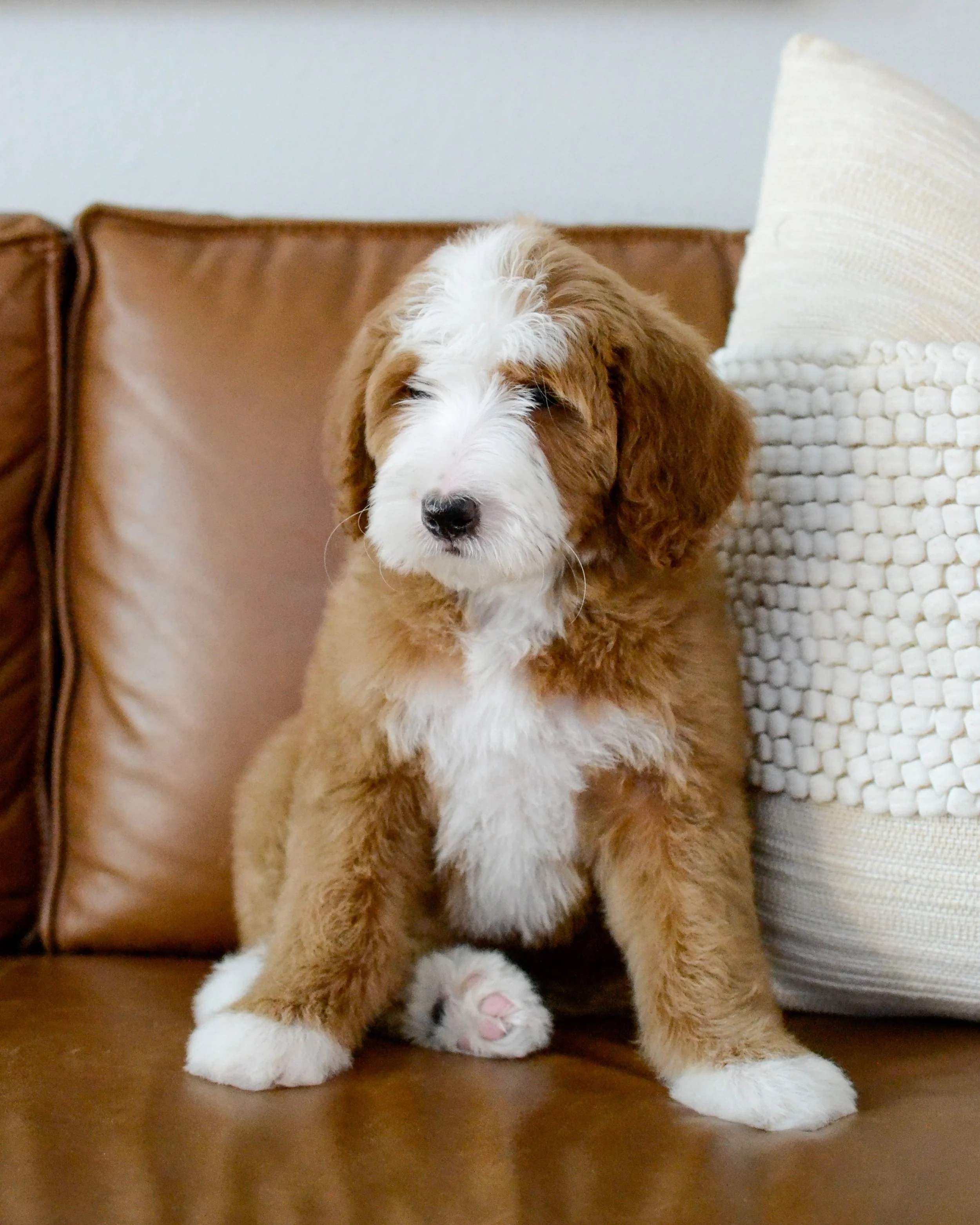 Colorado Family Doodles