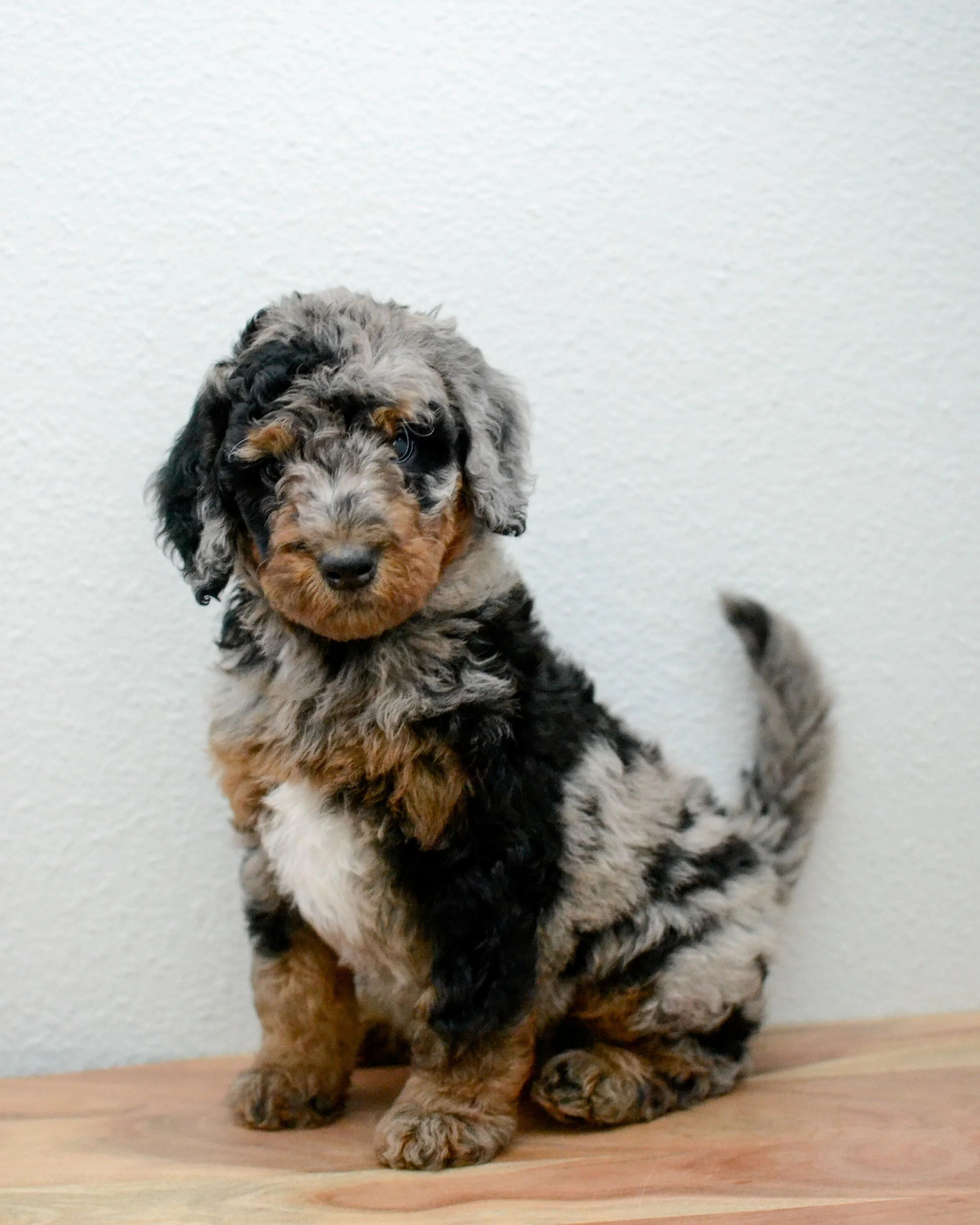 Colorado Family Doodles