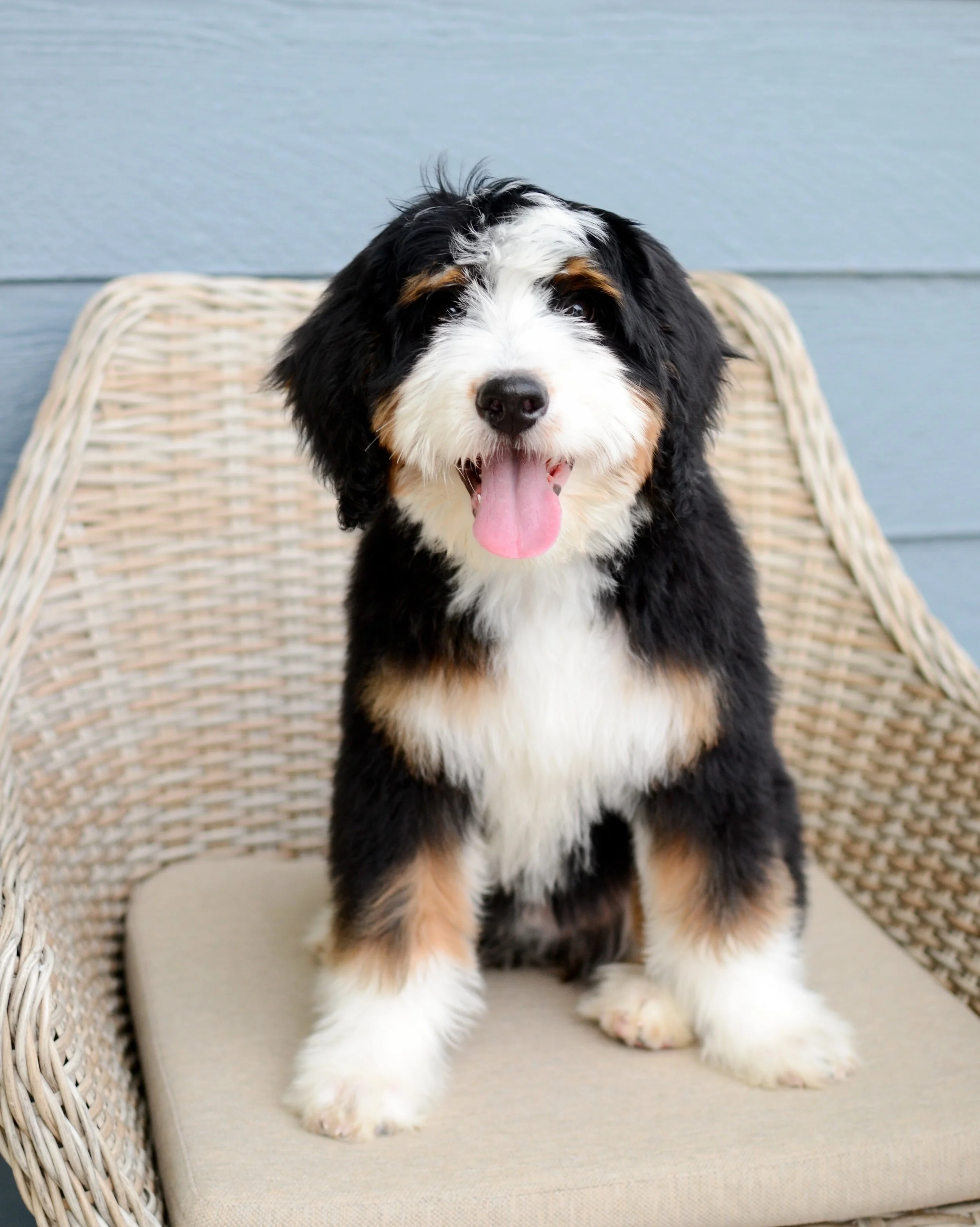 Colorado Family Doodles - Bernedoodle Colors