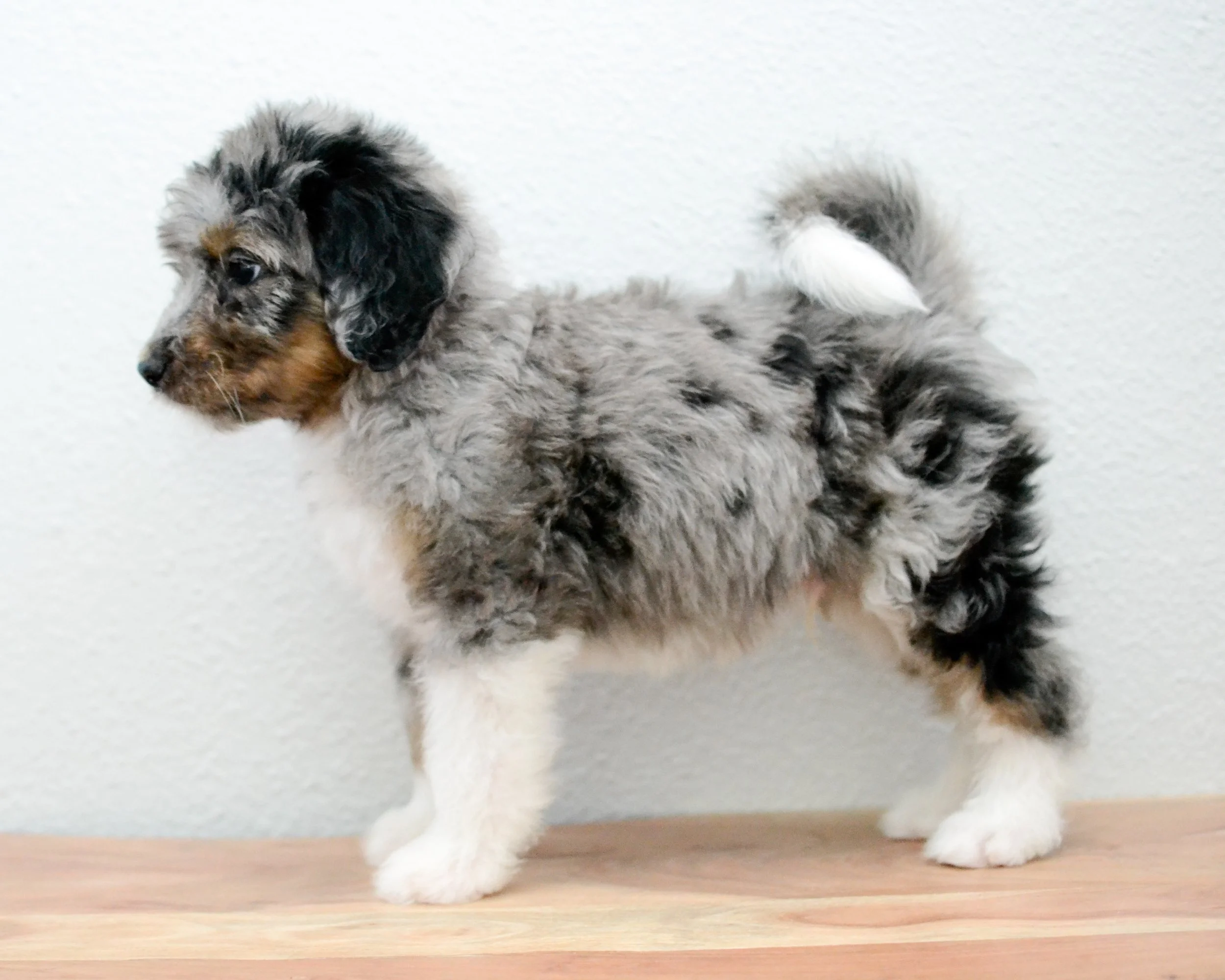 Colorado Family Doodles - Bernedoodle Colors